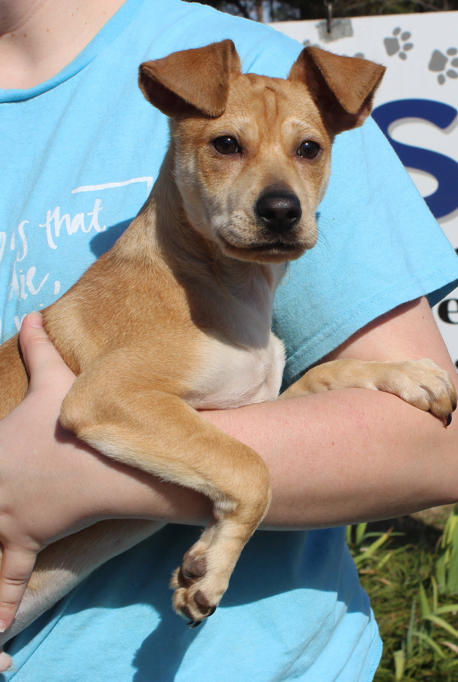 Dog for Adoption - Ezra 39141, a Feist in Blue Ridge, AL | Alpha Paw