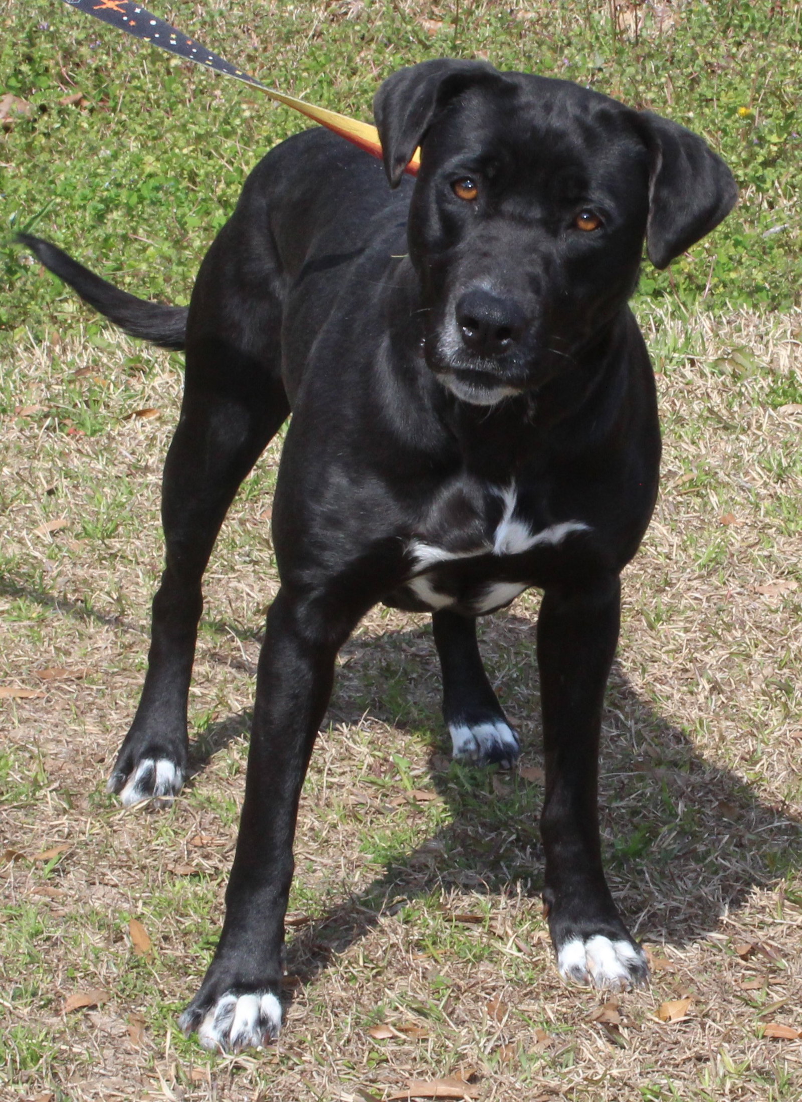 Dog for Adoption - Stormie 39202, a Labrador Retriever in Pike Road, AL ...
