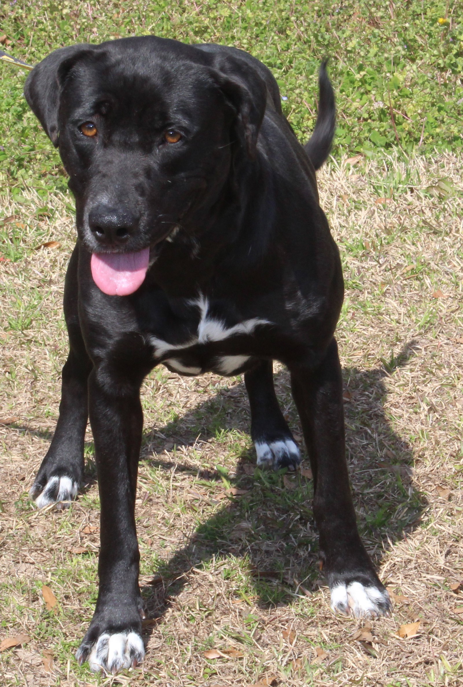 Dog for Adoption - Stormie 39202, a Labrador Retriever in Stewartville ...