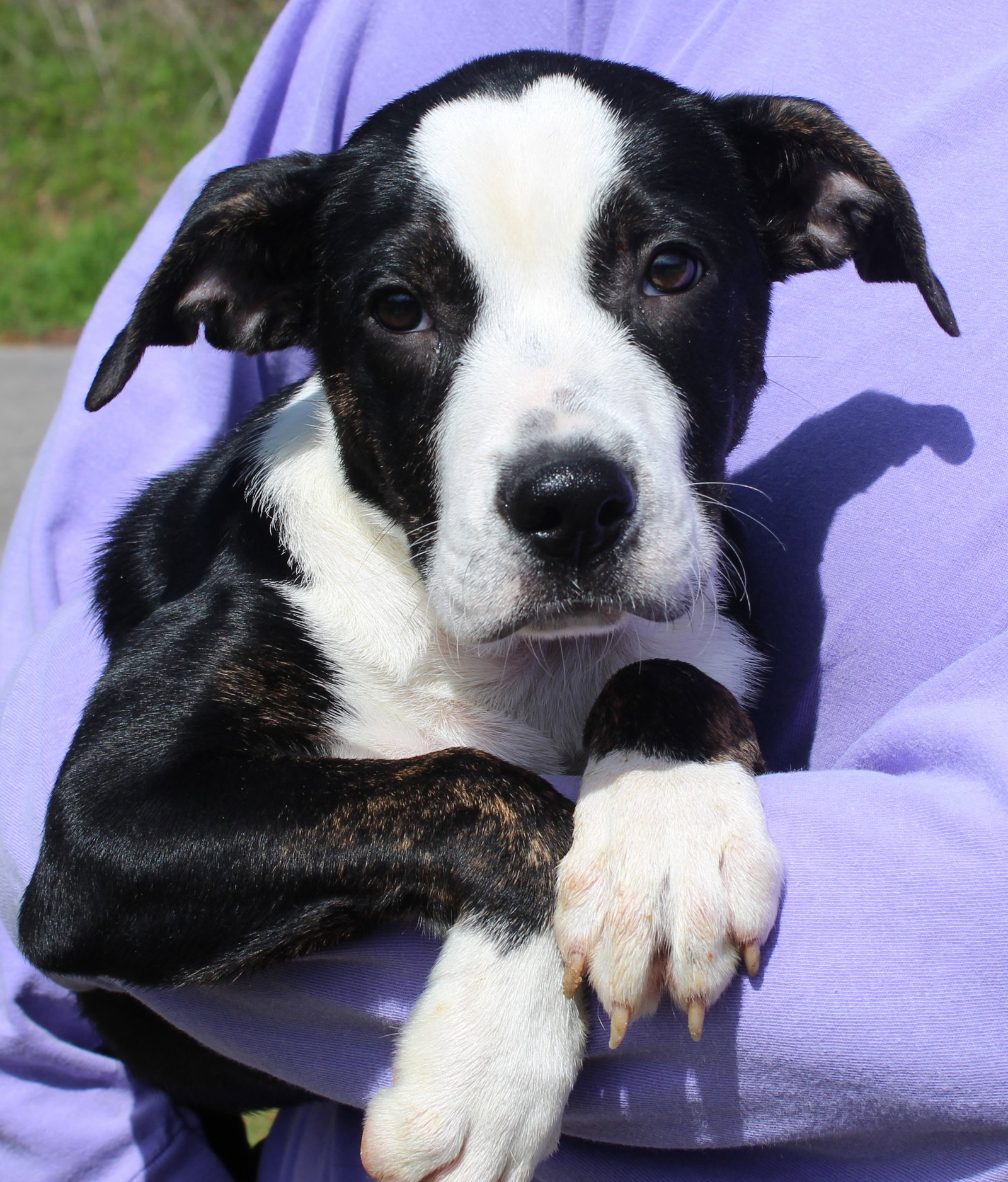 Dog for Adoption - Flounder 39177, a Labrador Retriever in Deatsville ...