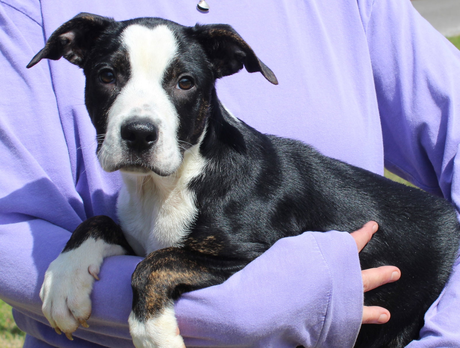 Dog for Adoption - Flounder 39177, a Labrador Retriever in Deatsville ...