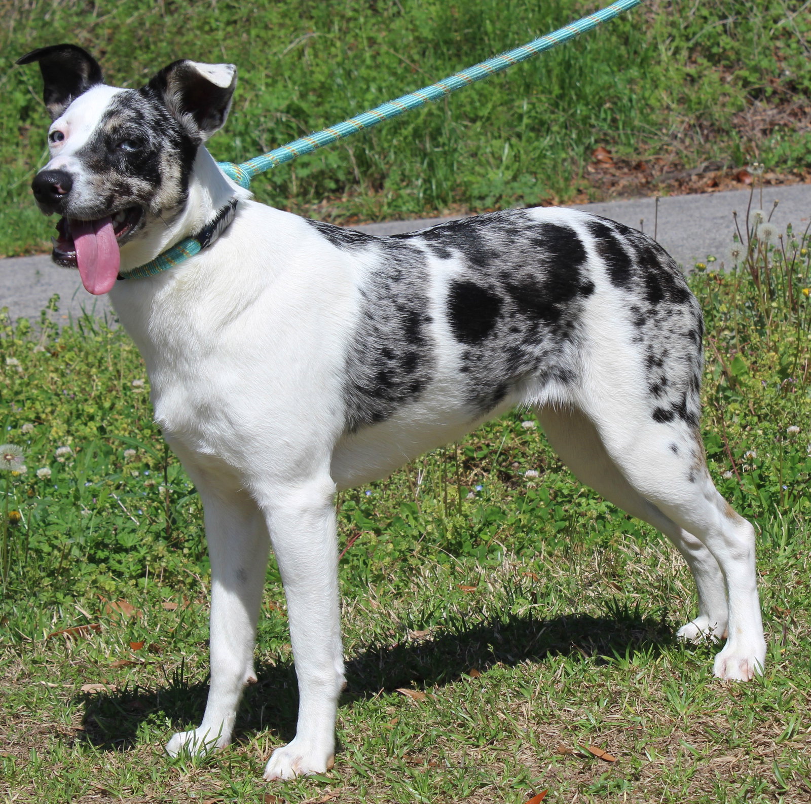 Dog for Adoption - Imani 38985, a Australian Shepherd in Montgomery, AL ...