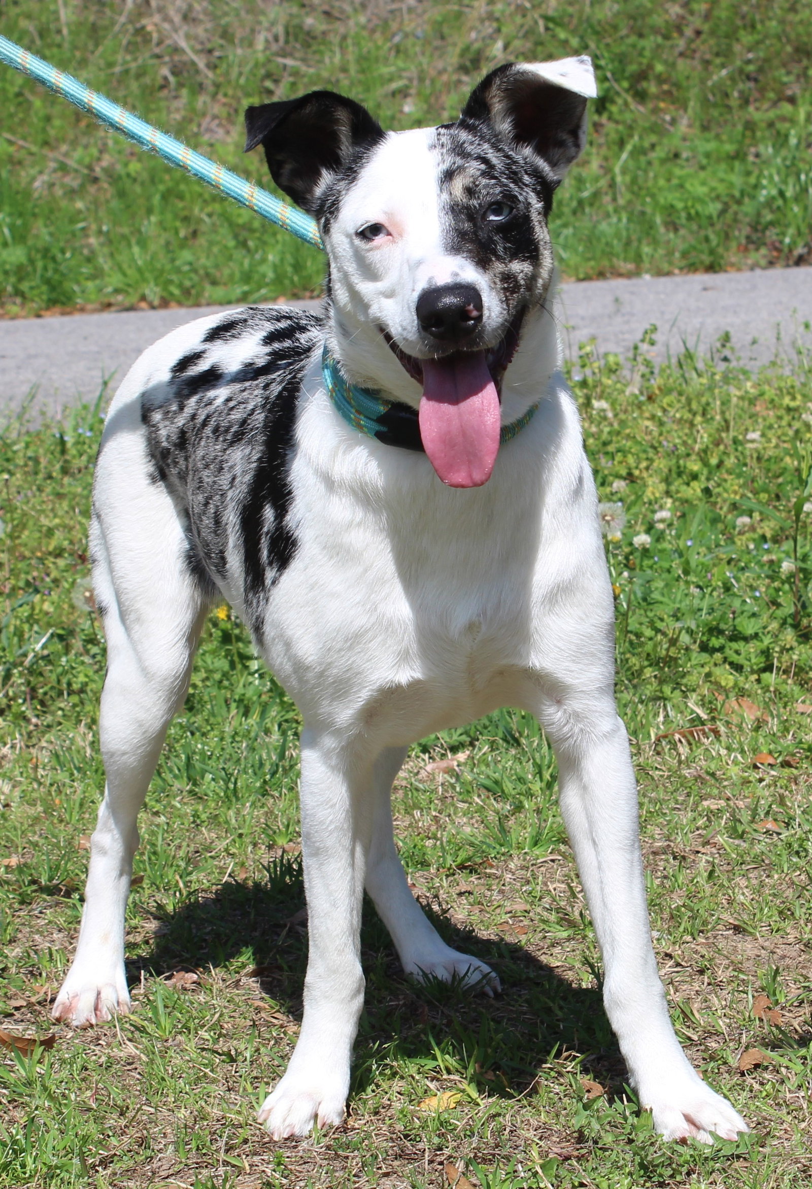 Dog for Adoption - Imani 38985, a Australian Shepherd in Montgomery, AL ...
