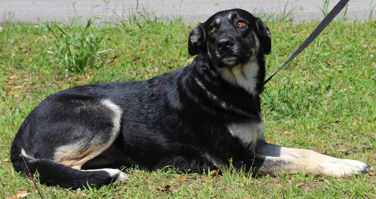 Dog for Adoption - Delilah 39365, a Shepherd in Montgomery County, AL ...