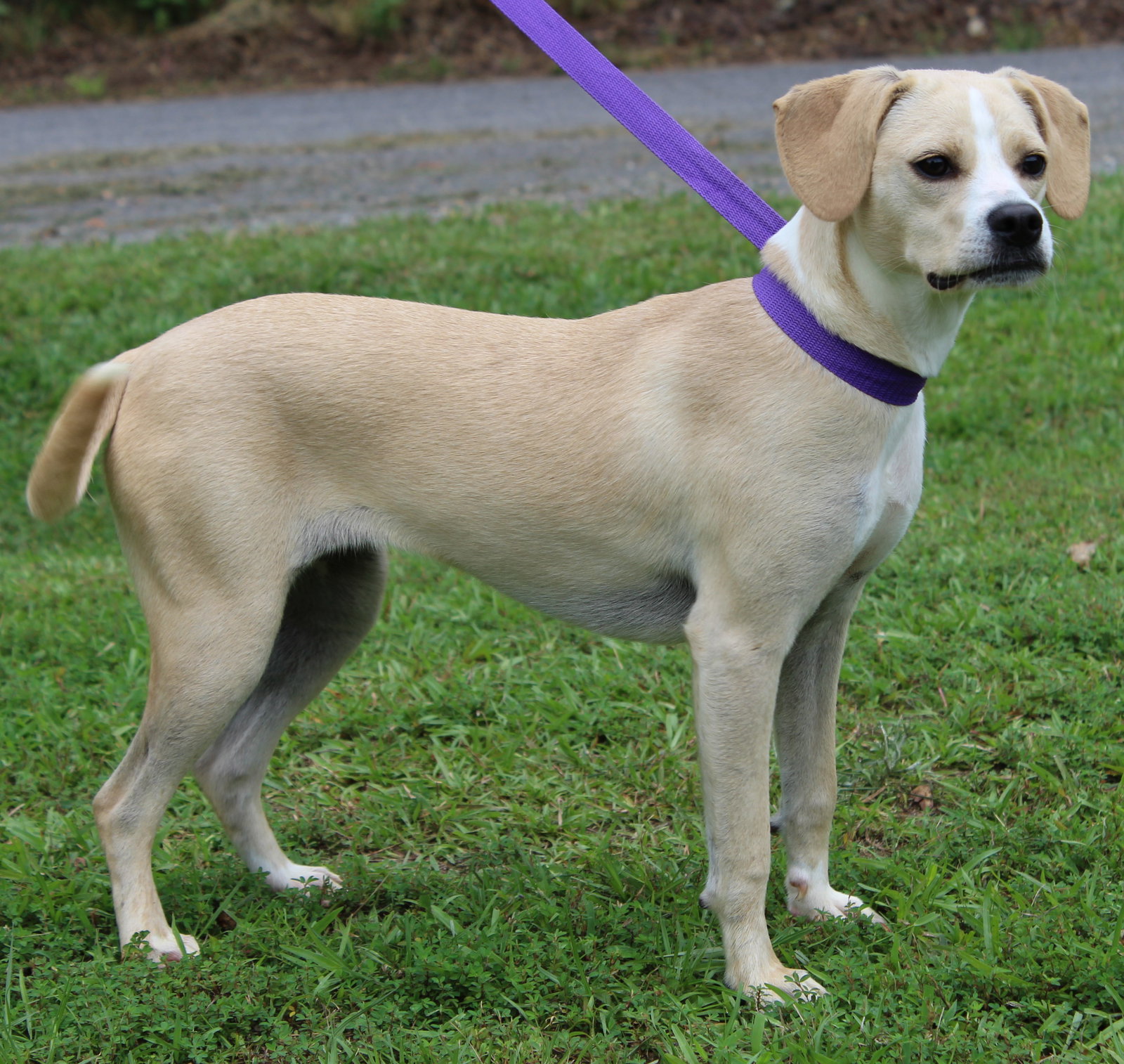 Dog for Adoption - Puddin 39685, a Labrador Retriever in Stewartville, AL | Alpha Paw