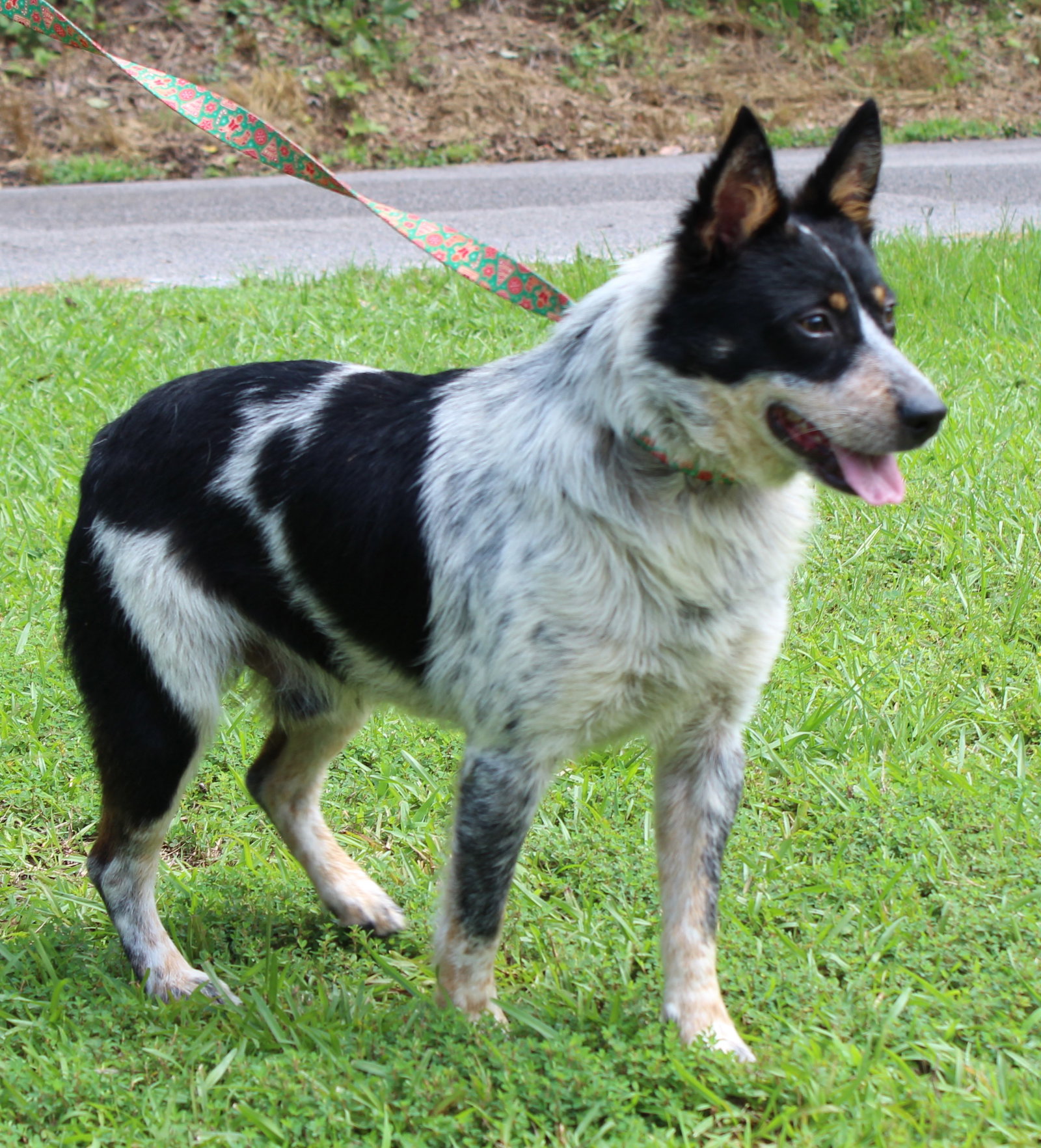 Dog for Adoption - Maurice 39745, a Australian Cattle Dog/Blue Heeler ...