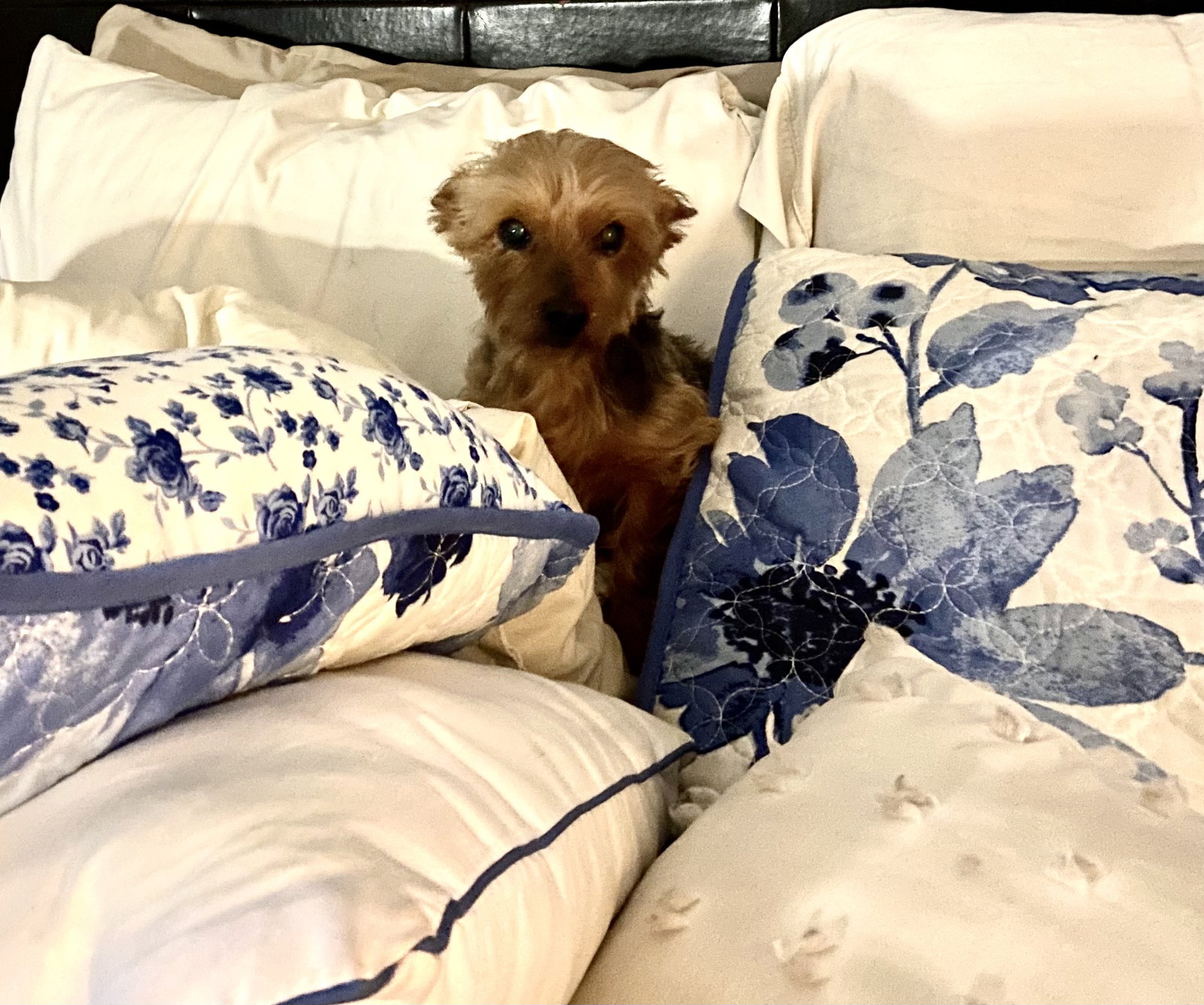 Dog for Adoption - Mimi, a Yorkshire Terrier Yorkie in New Haven, CT ...