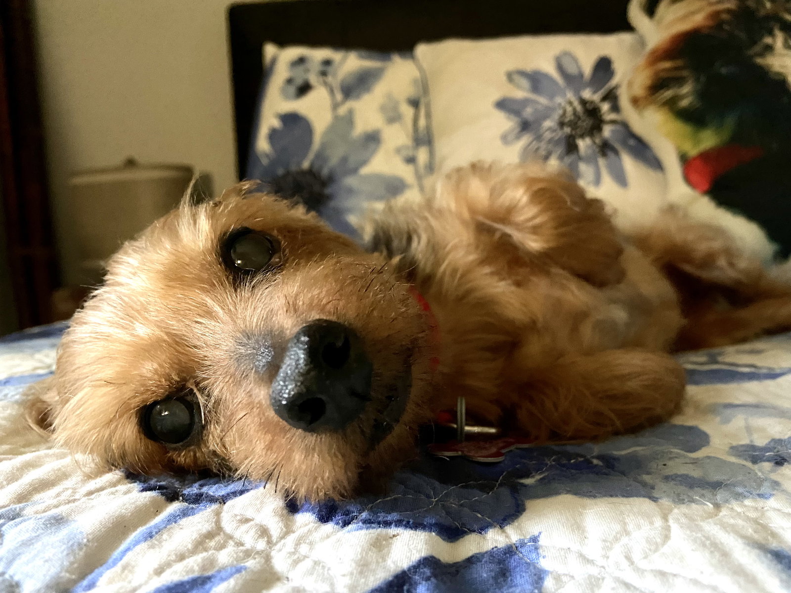 Dog for Adoption - Mimi, a Yorkshire Terrier Yorkie in Fairfield, CT ...