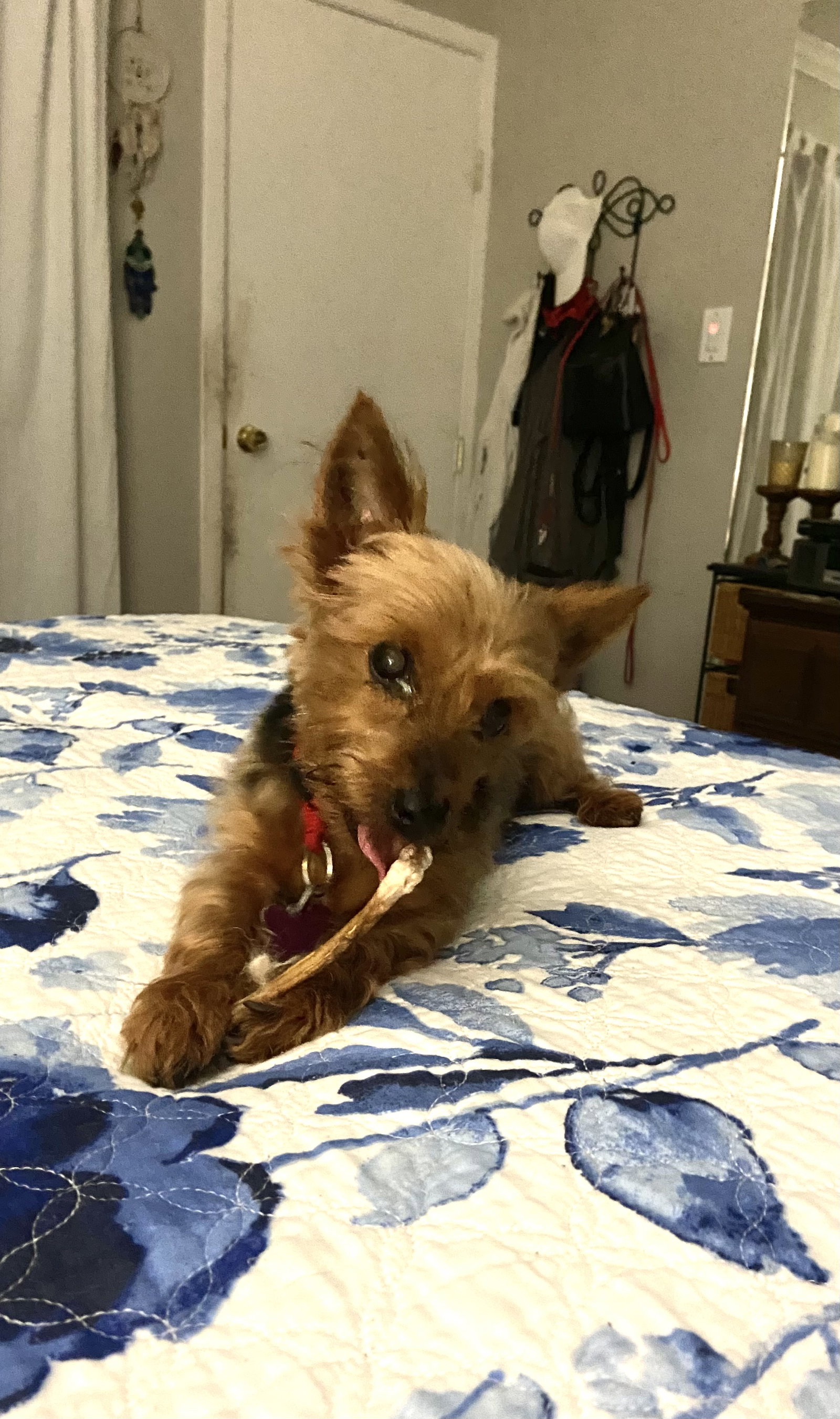 Dog for Adoption - Mimi, a Yorkshire Terrier Yorkie in New Haven, CT ...