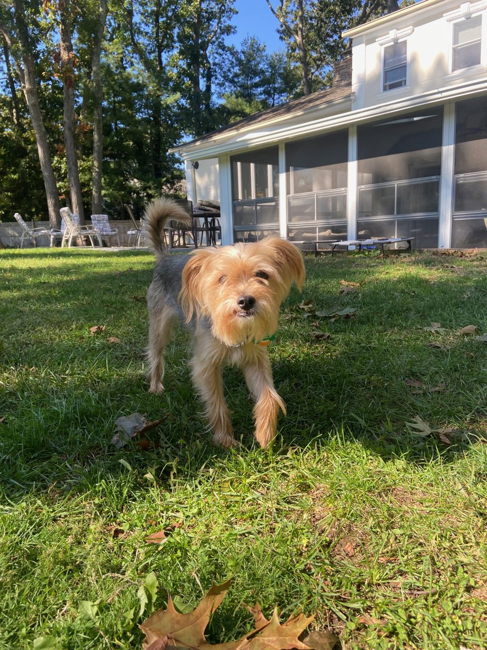Dog for Adoption - Cocoa Puff, a Yorkshire Terrier Yorkie in New Haven ...