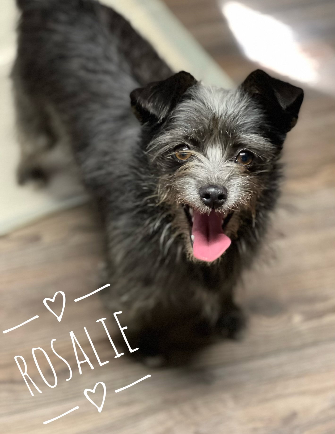 Dog for Adoption - Rosalie, a Yorkshire Terrier Yorkie in Staten Island ...