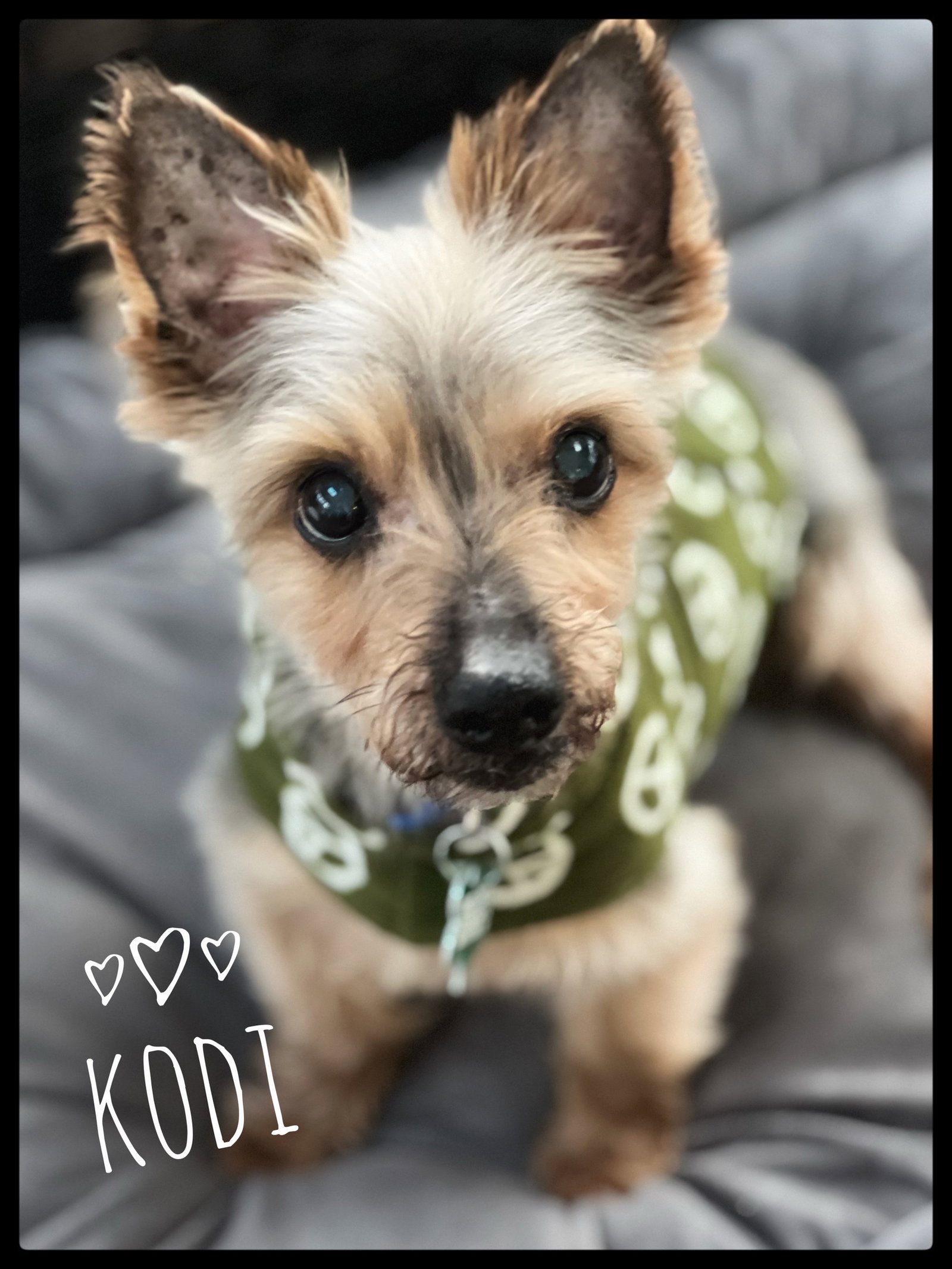 Kodi's Web Page