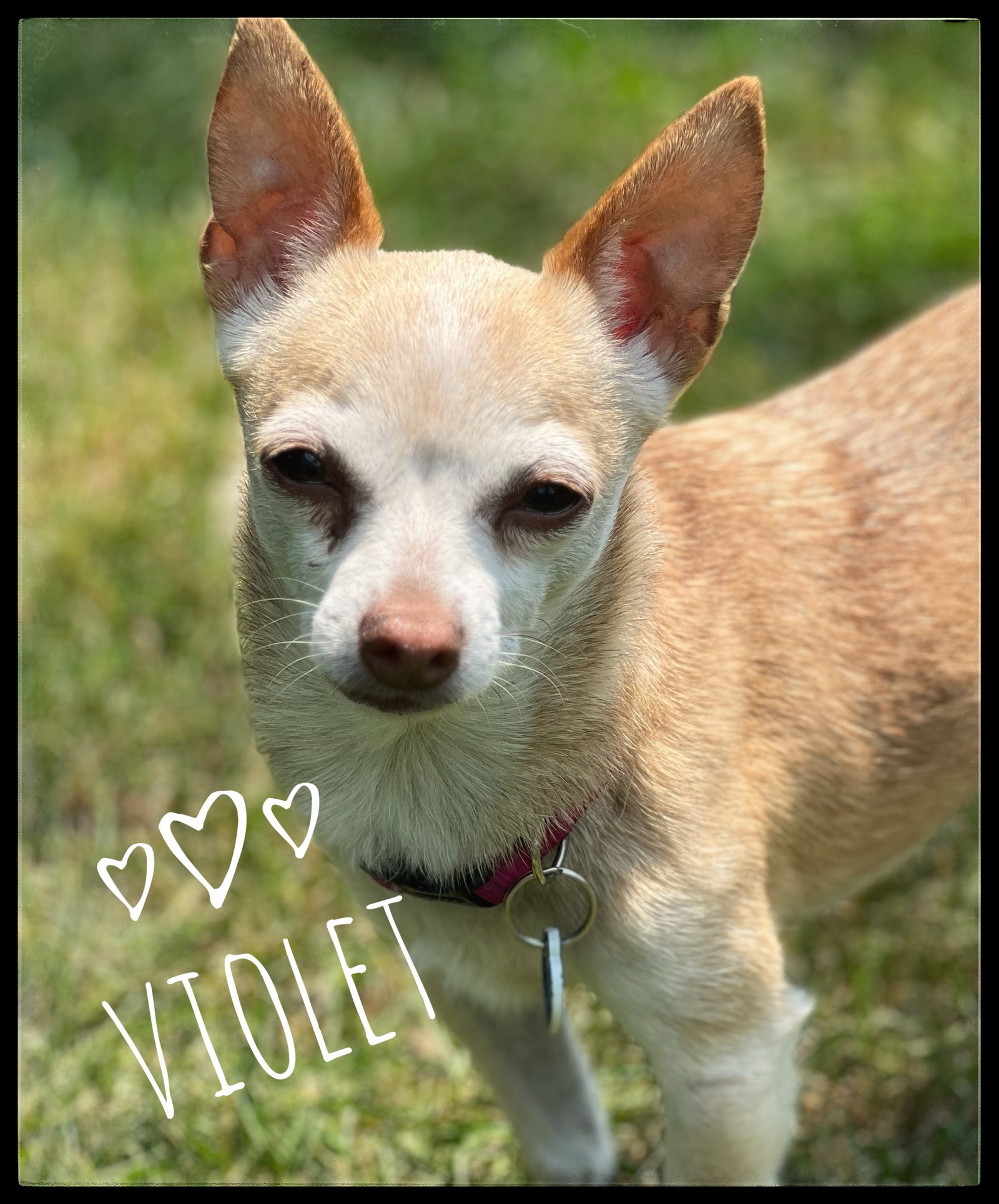 Violet's Web Page