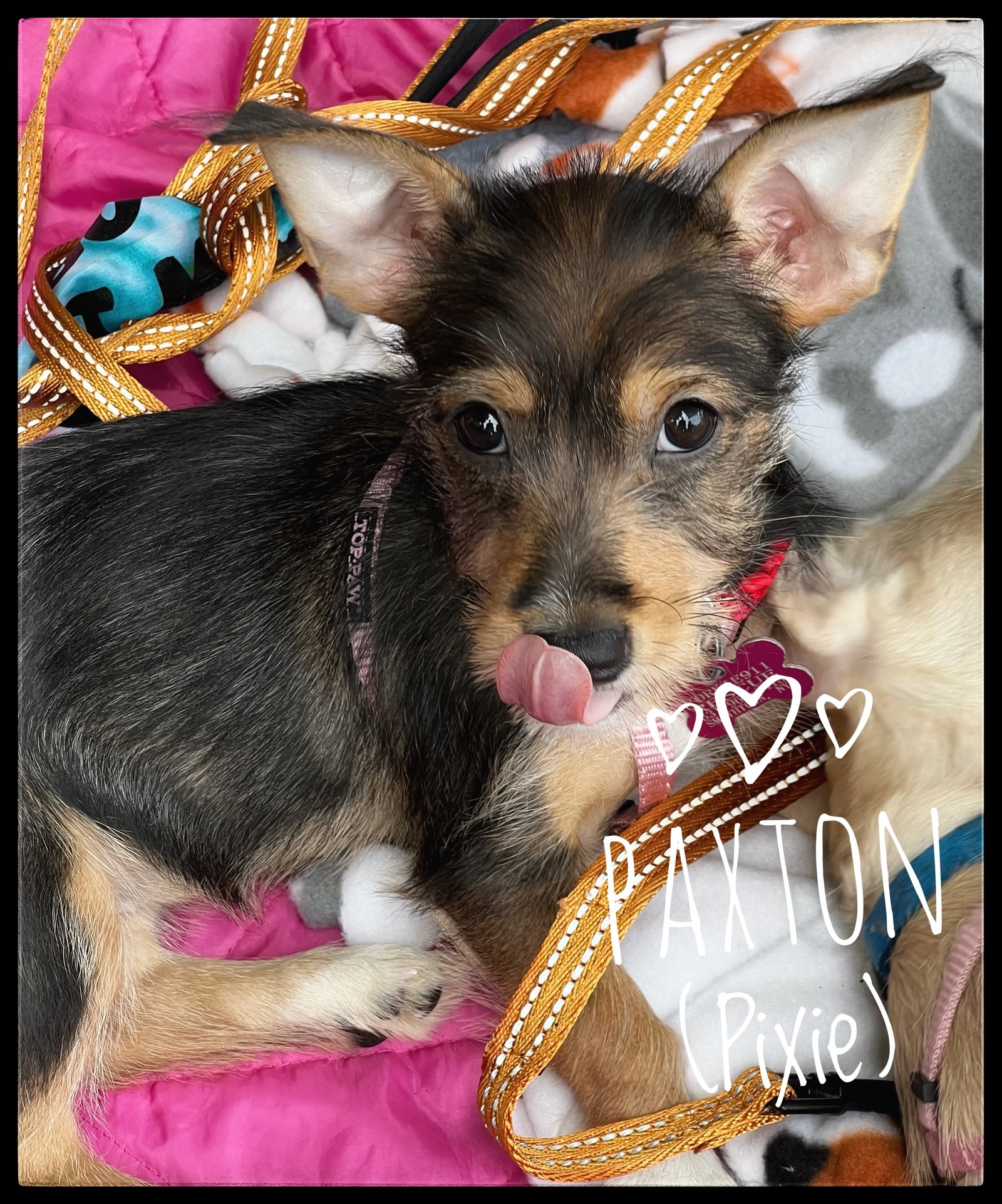 Pixie's Web Page