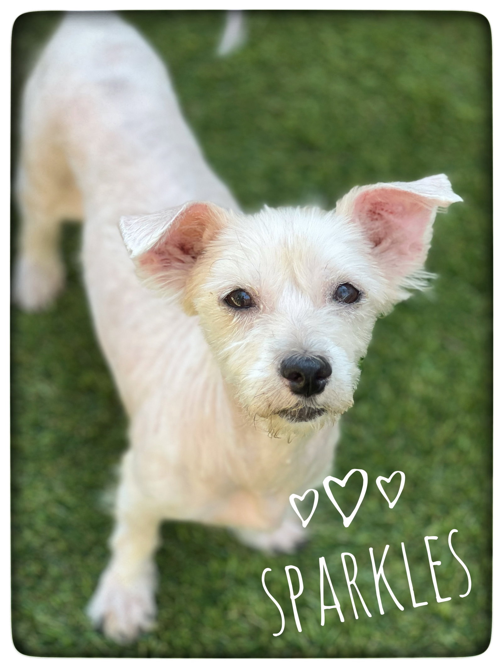 Sparkles' Web Page