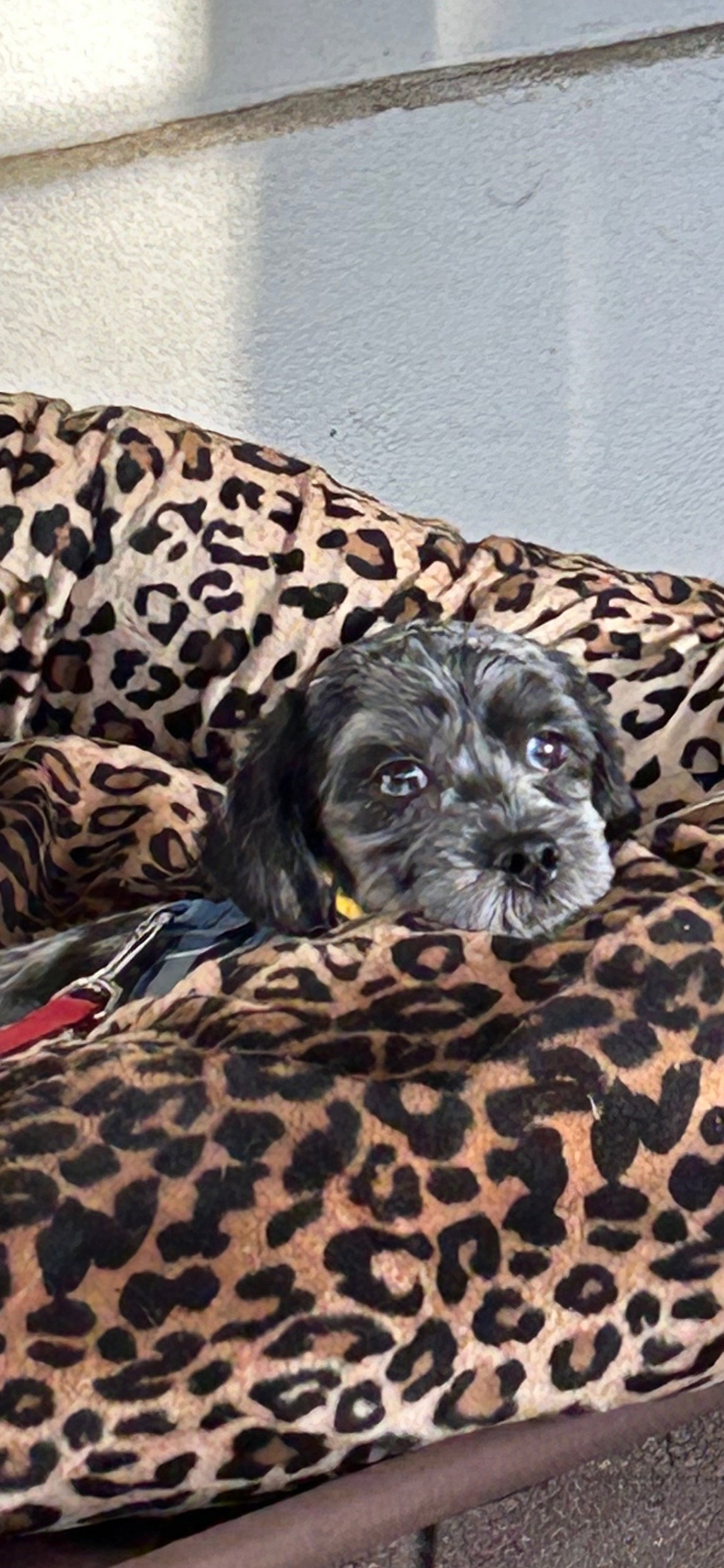 Dog for Adoption - Mulan, a Poodle (Miniature) in Suffolk County, NY ...