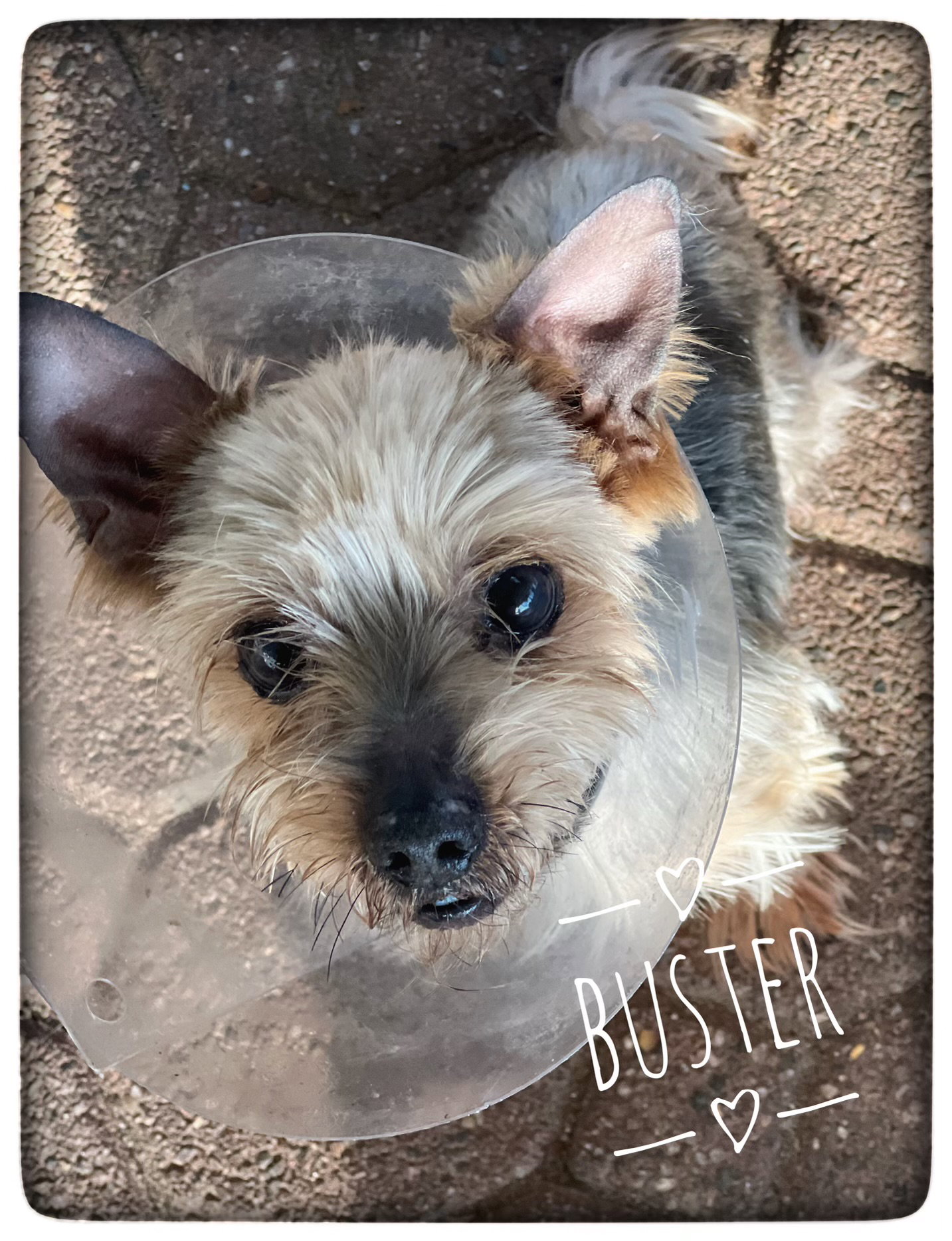 Buster Rhyme's Web Page