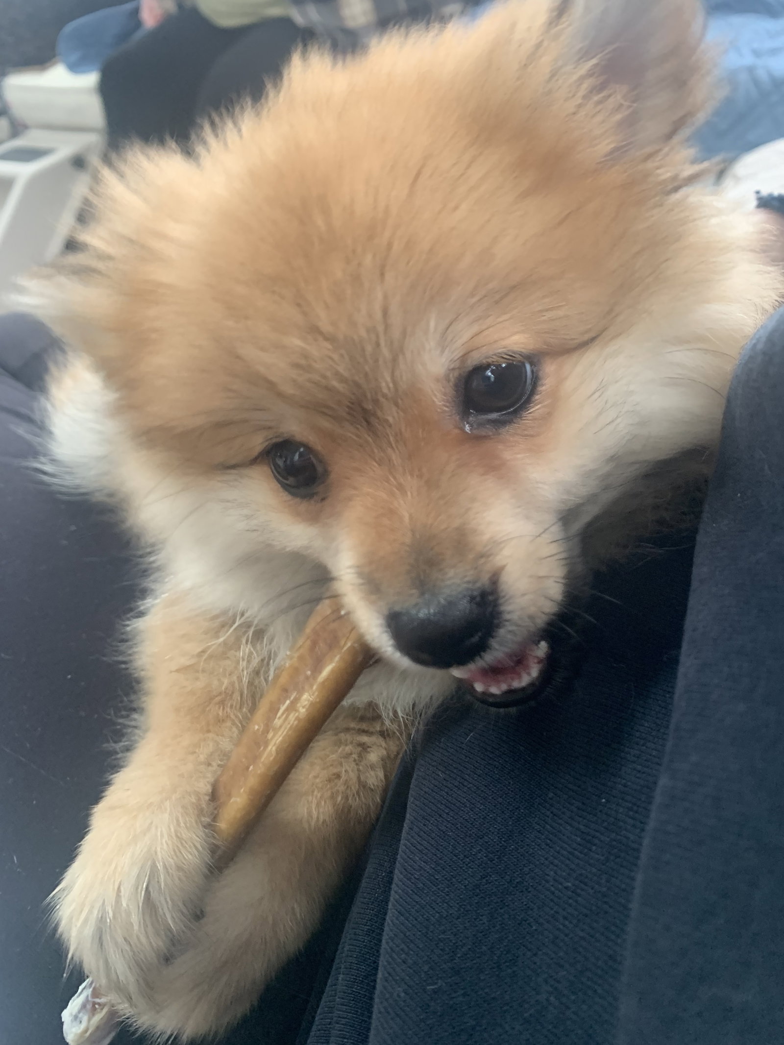 Dog for Adoption - Tabitha, a Pomeranian in Orange, CT | Alpha Paw