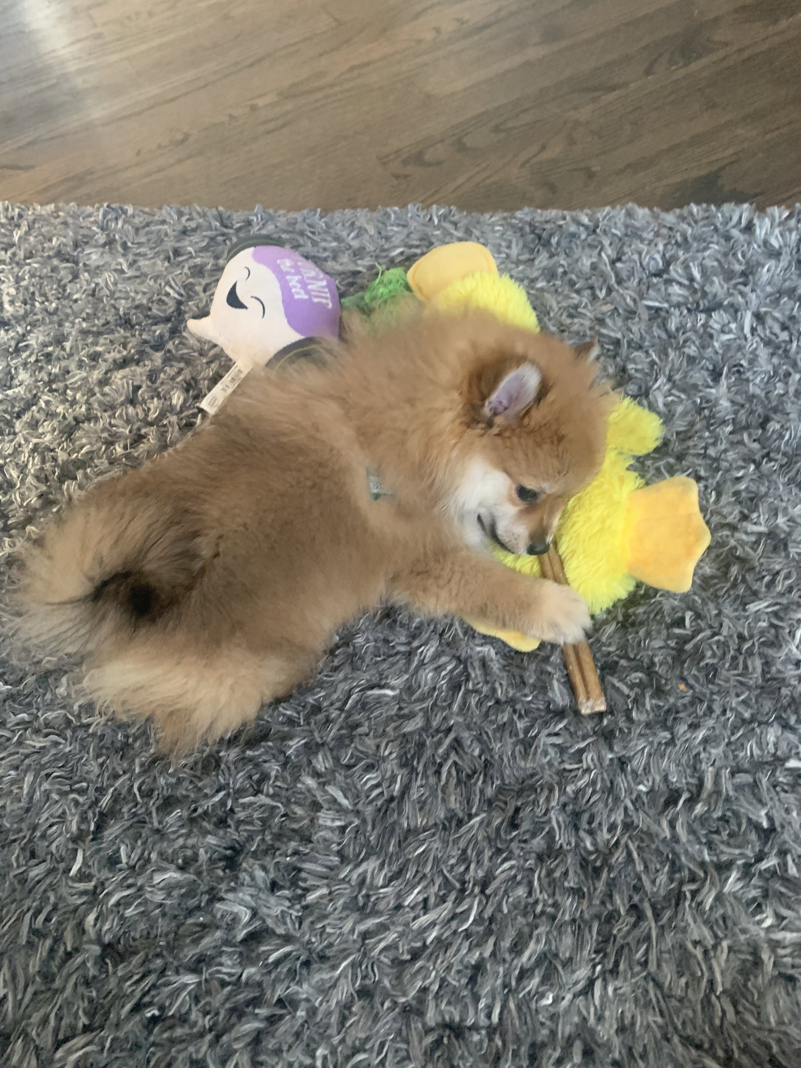 Dog for Adoption - Tabitha, a Pomeranian in Orange, CT | Alpha Paw