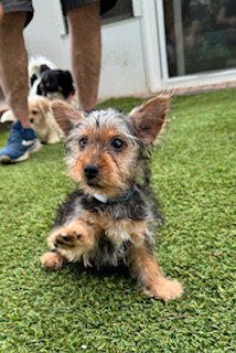 Dog for Adoption - Lincoln, a Silky Terrier in Manhattan, NY | Alpha Paw