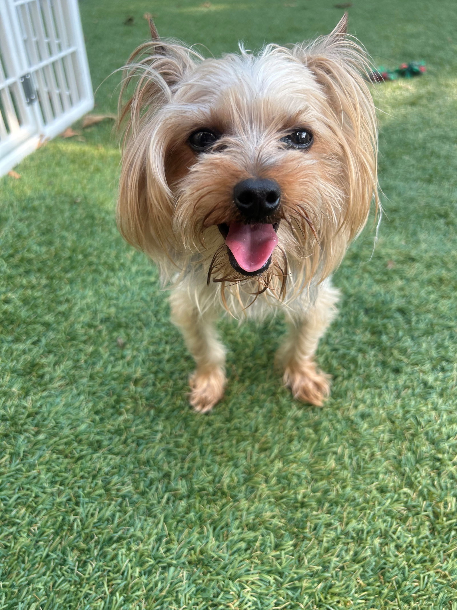 Nugget's Web Page