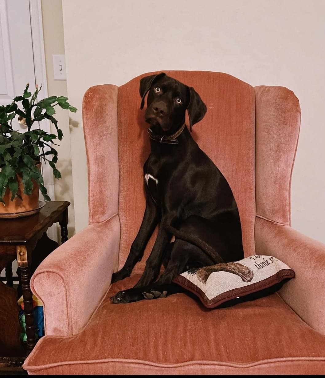 Dog for Adoption - Loki, a German Shorthaired Pointer in Hagerstown, MD ...