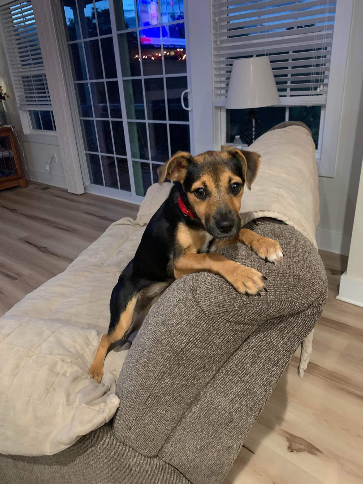 Dog for Adoption - Miracle, a Manchester Terrier in Hagerstown, MD ...