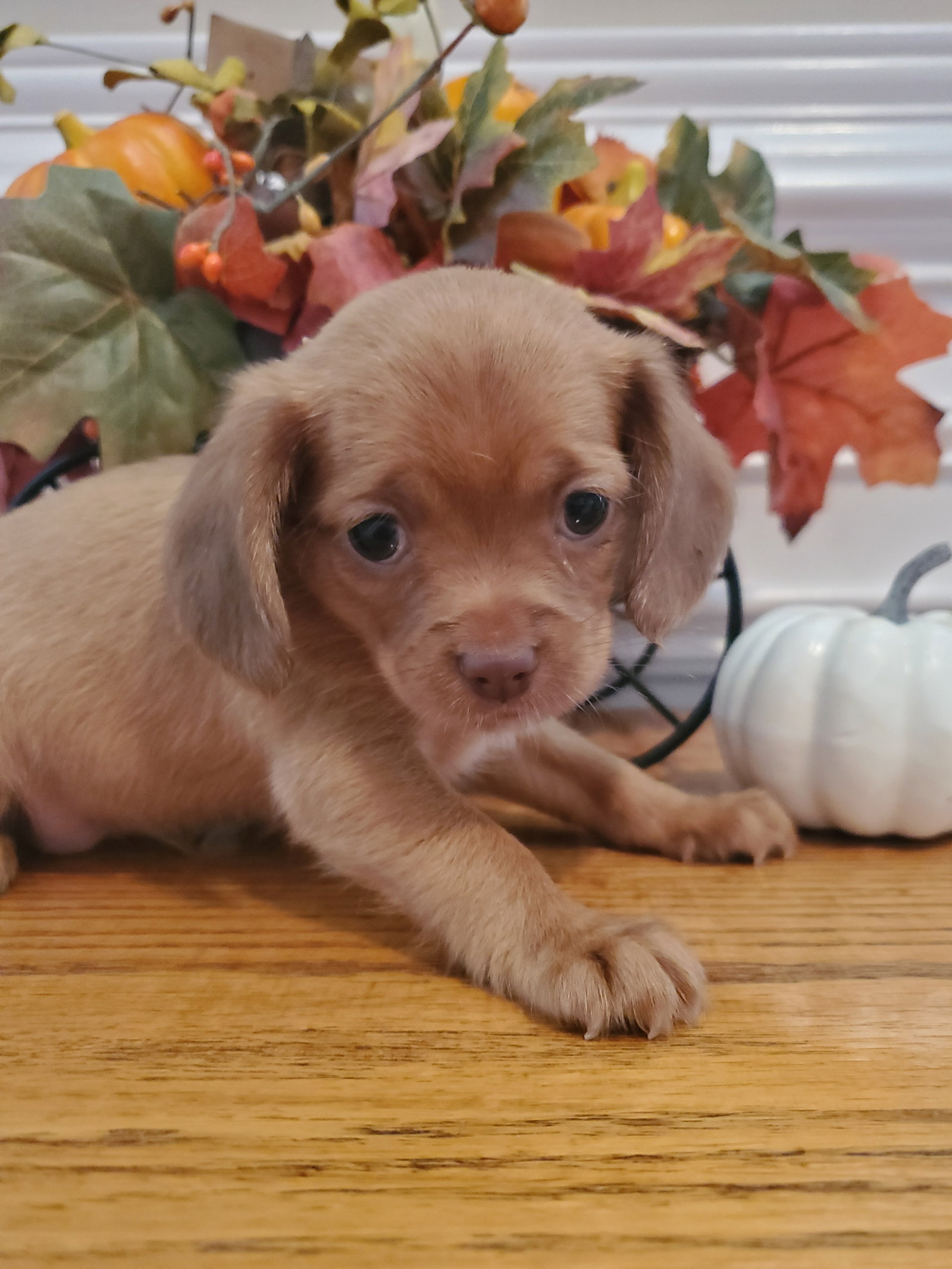 Dog for Adoption - Puppy Hope, a Chihuahua in Clarksburg, MD | Alpha Paw