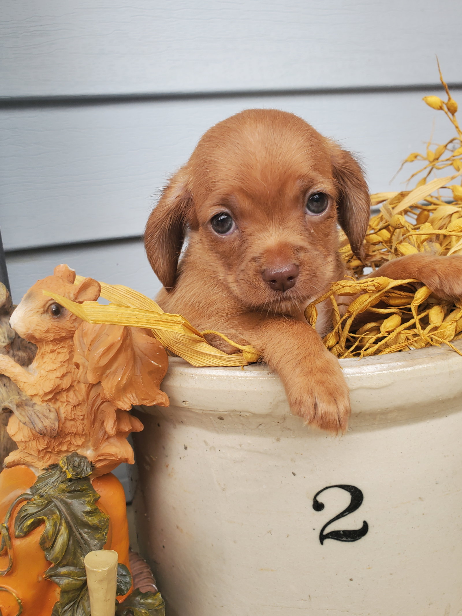 Dog for Adoption - Puppy Hope, a Chihuahua in Clarksburg, MD | Alpha Paw