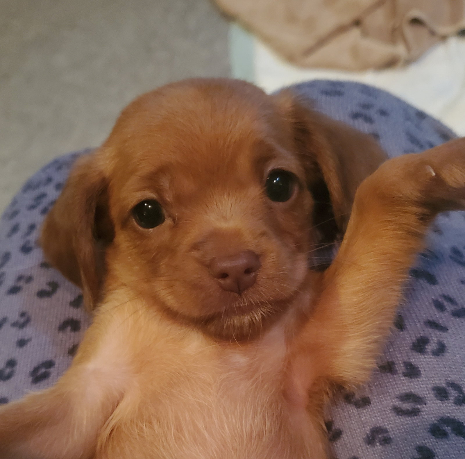 Dog for Adoption - Puppy Hope, a Chihuahua in Clarksburg, MD | Alpha Paw