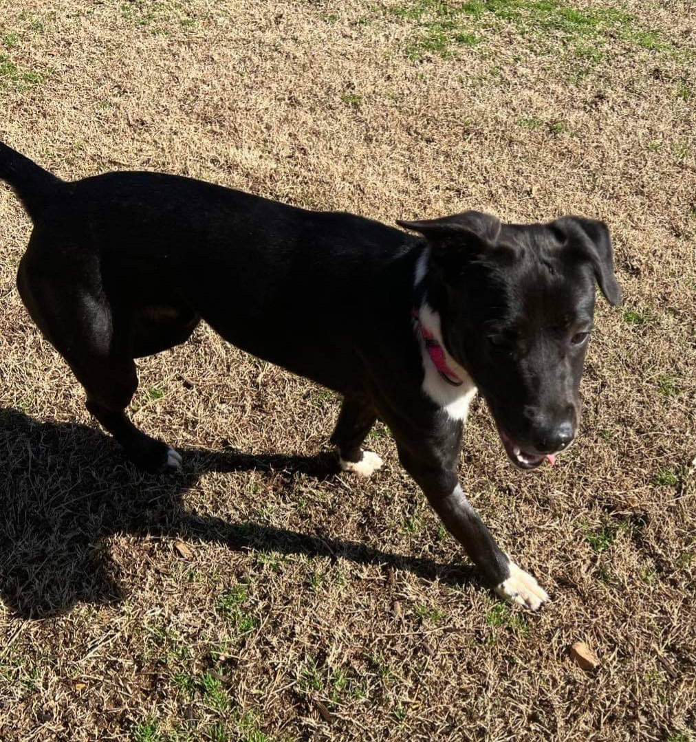 Dog for Adoption - Braylon, a Black Labrador Retriever in Baltimore, MD ...