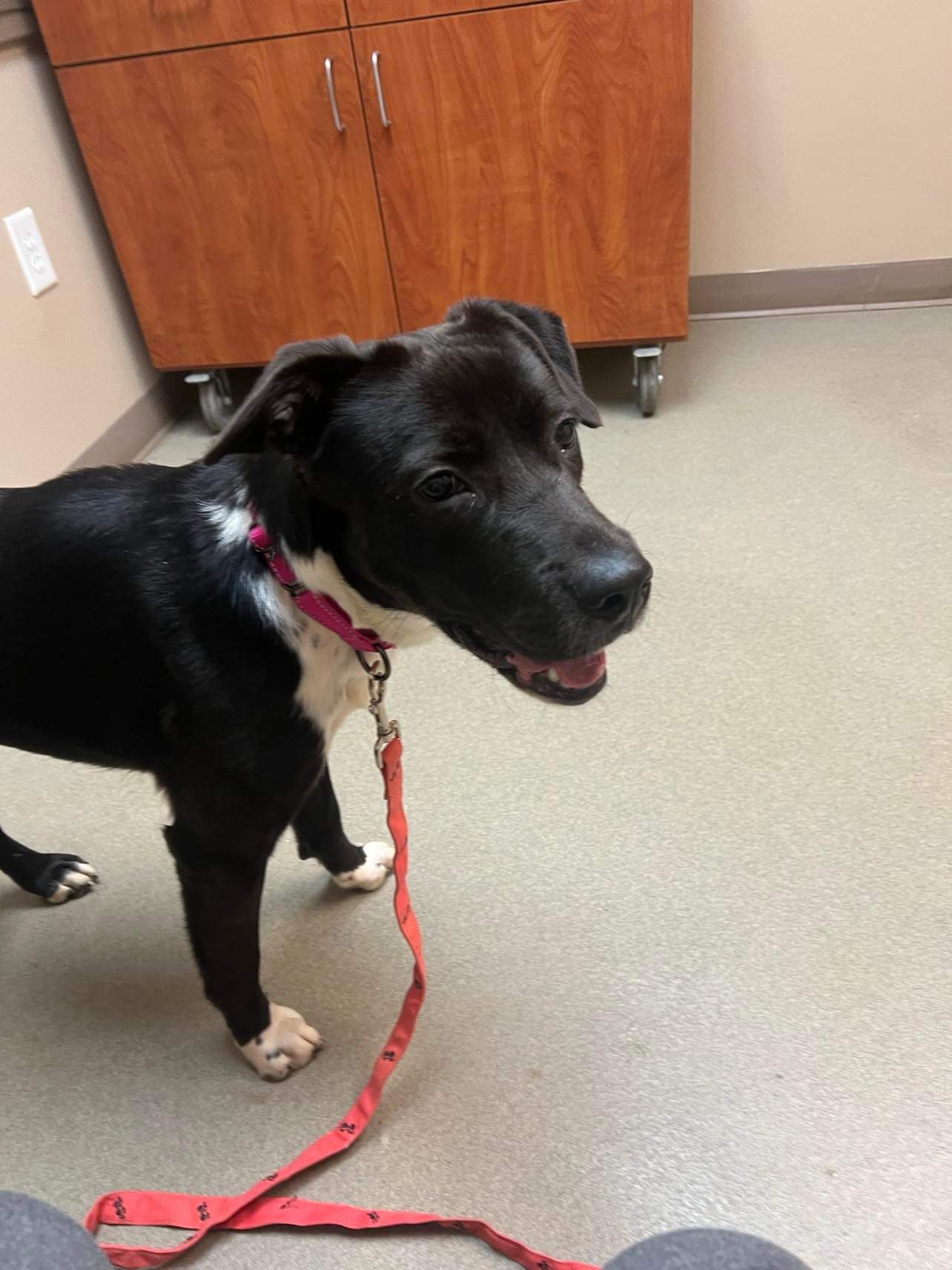 Dog for Adoption - Braylon, a Black Labrador Retriever in Baltimore, MD ...