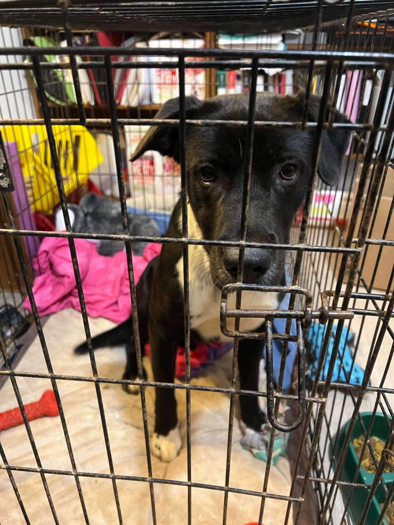 Dog for Adoption - Braylon, a Black Labrador Retriever in Baltimore, MD ...