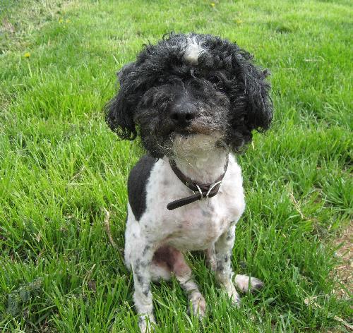 Oreo Poodle's Web Page