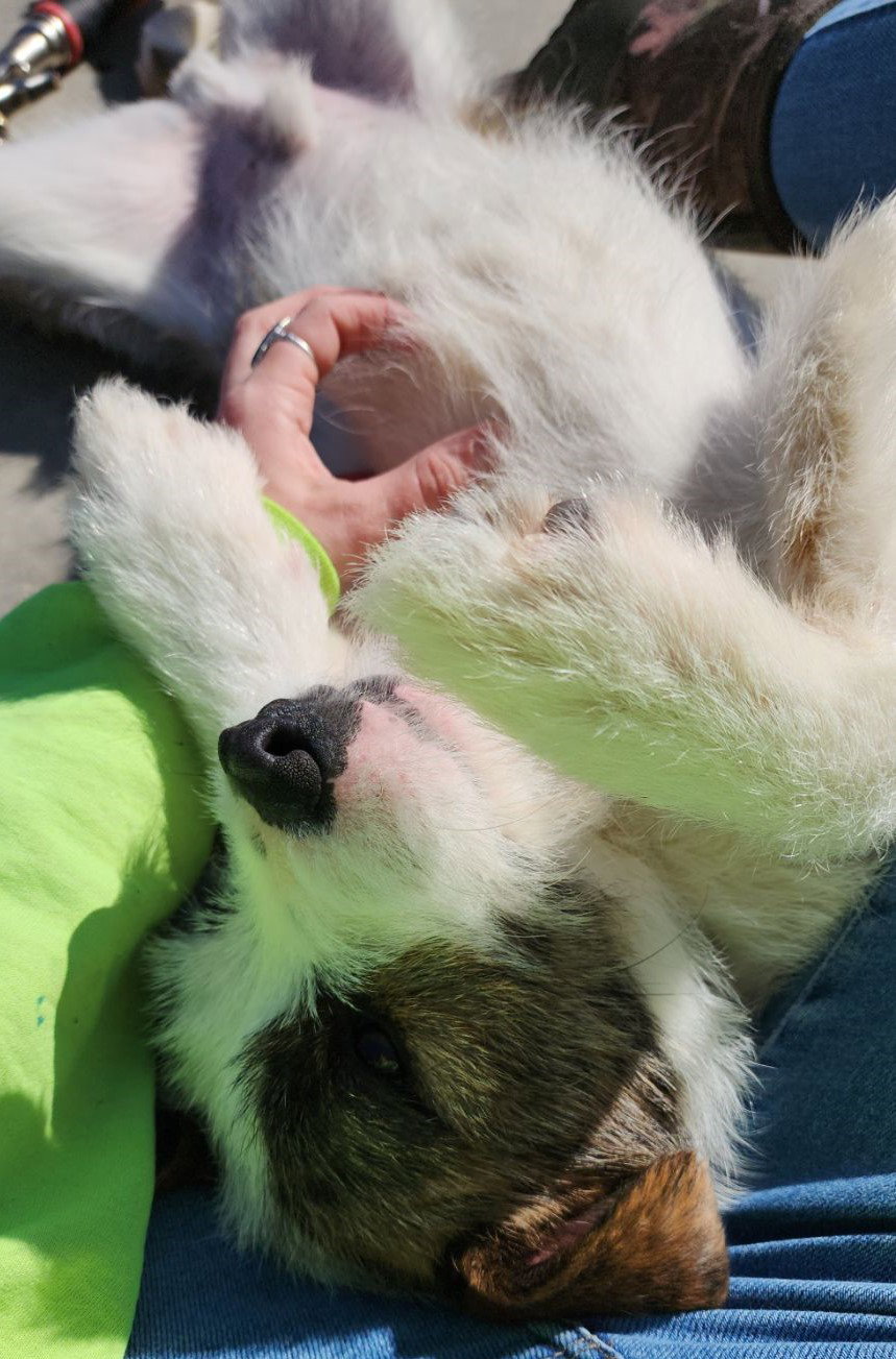 Dog for Adoption - Trey, a Terrier in Ankeny, IA | Alpha Paw