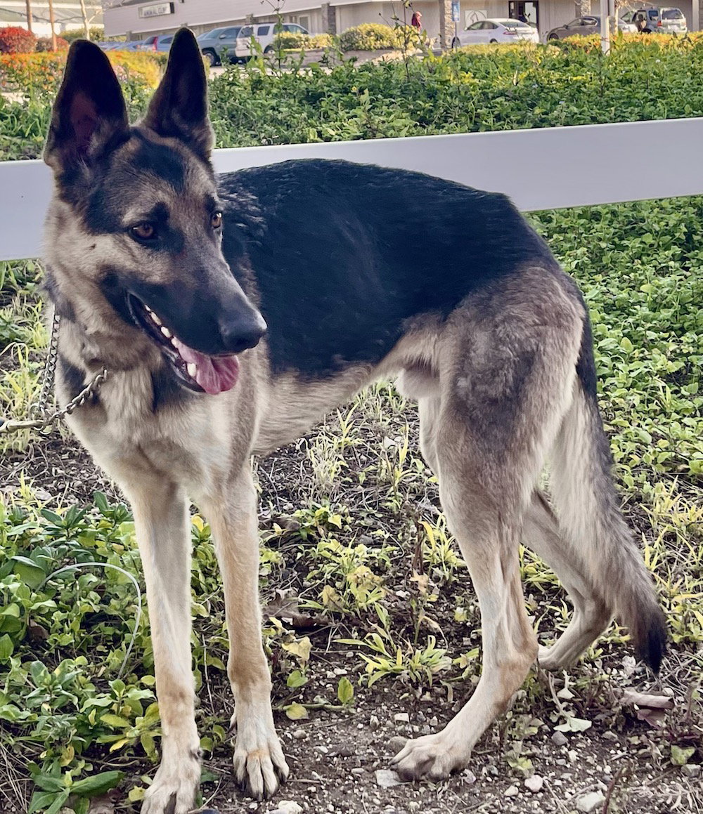 Dog for Adoption - Bruno Mars, a German Shepherd Dog in Newport Beach ...