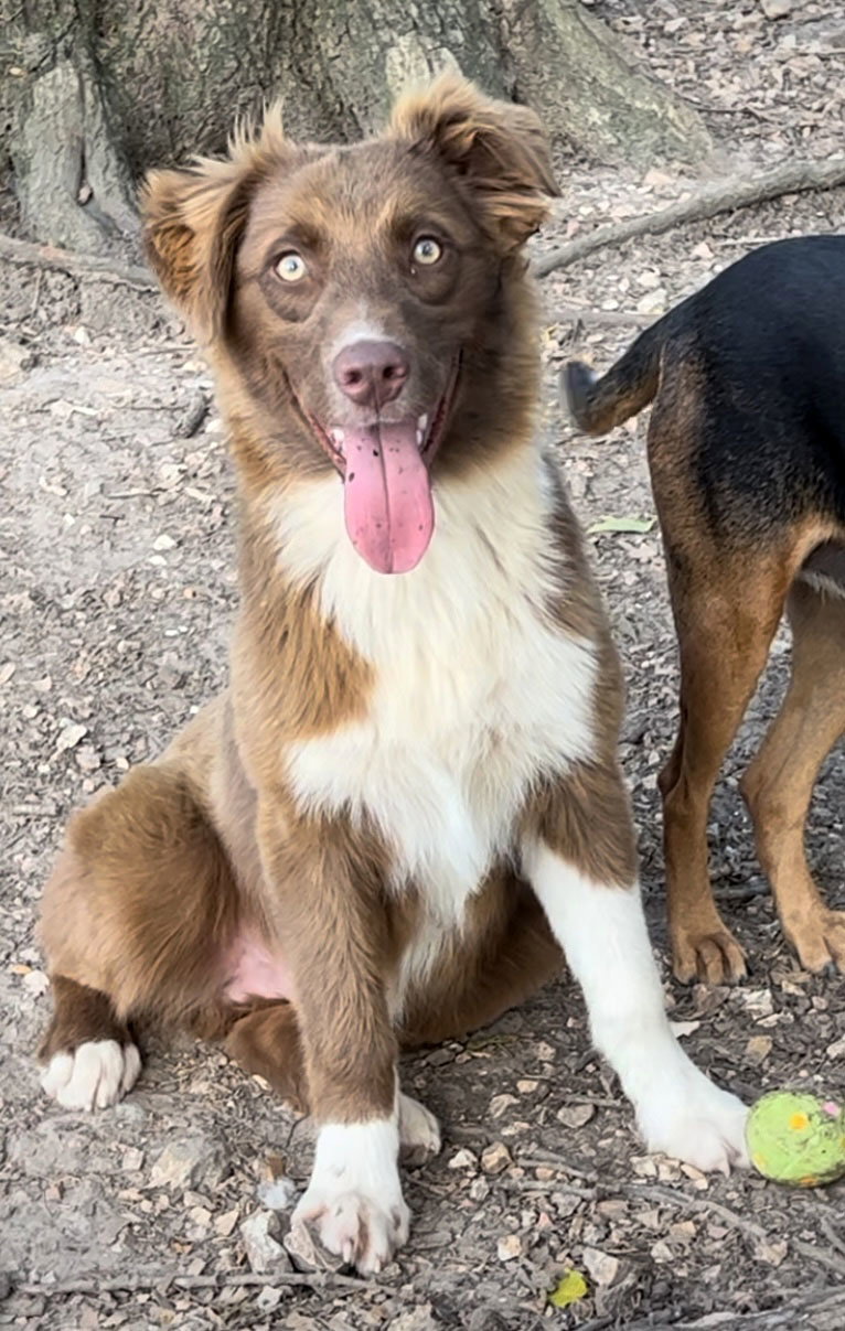 Dog for Adoption - Ozzie, a Australian Shepherd in Berryville, AR ...