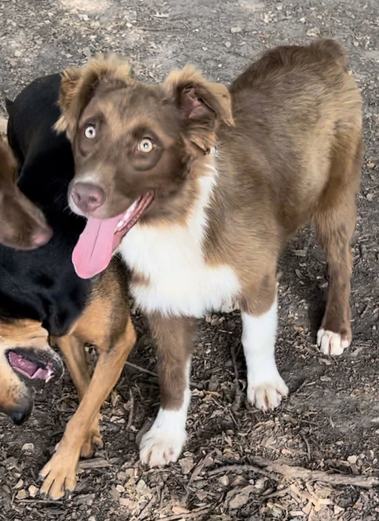 Dog for Adoption - Ozzie, a Australian Shepherd in Chanute, KS | Alpha Paw