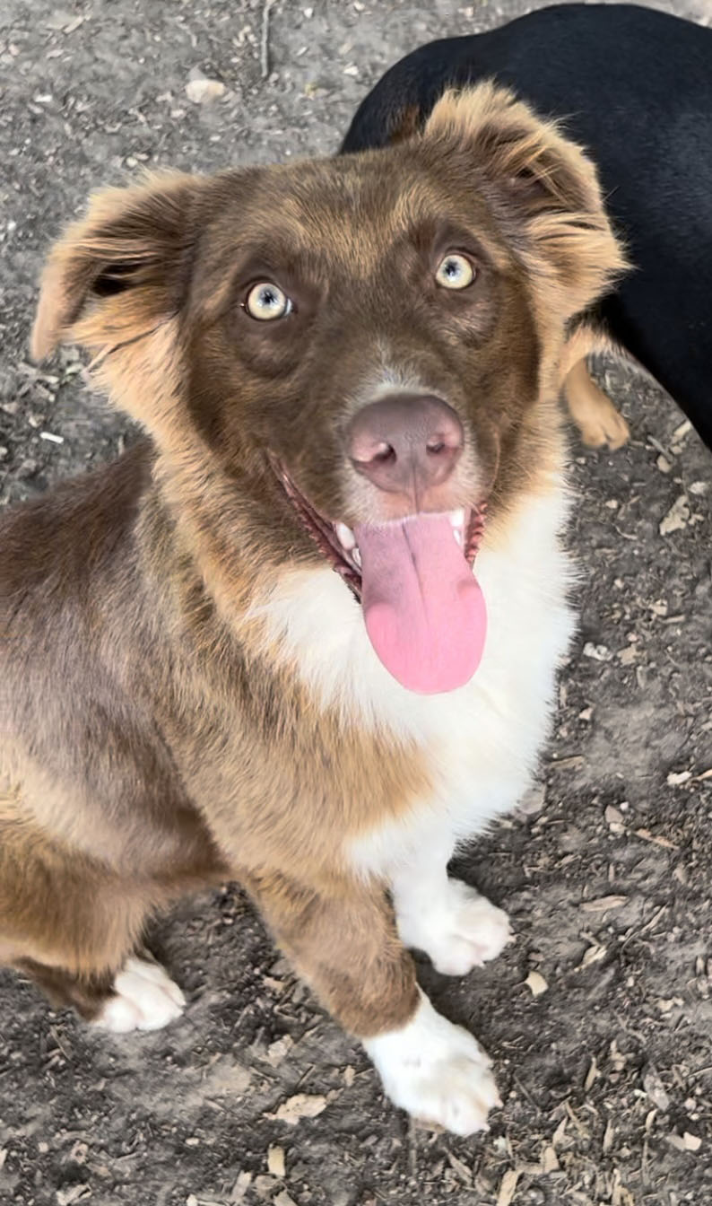 Dog for Adoption - Ozzie, a Australian Shepherd in Chanute, KS | Alpha Paw