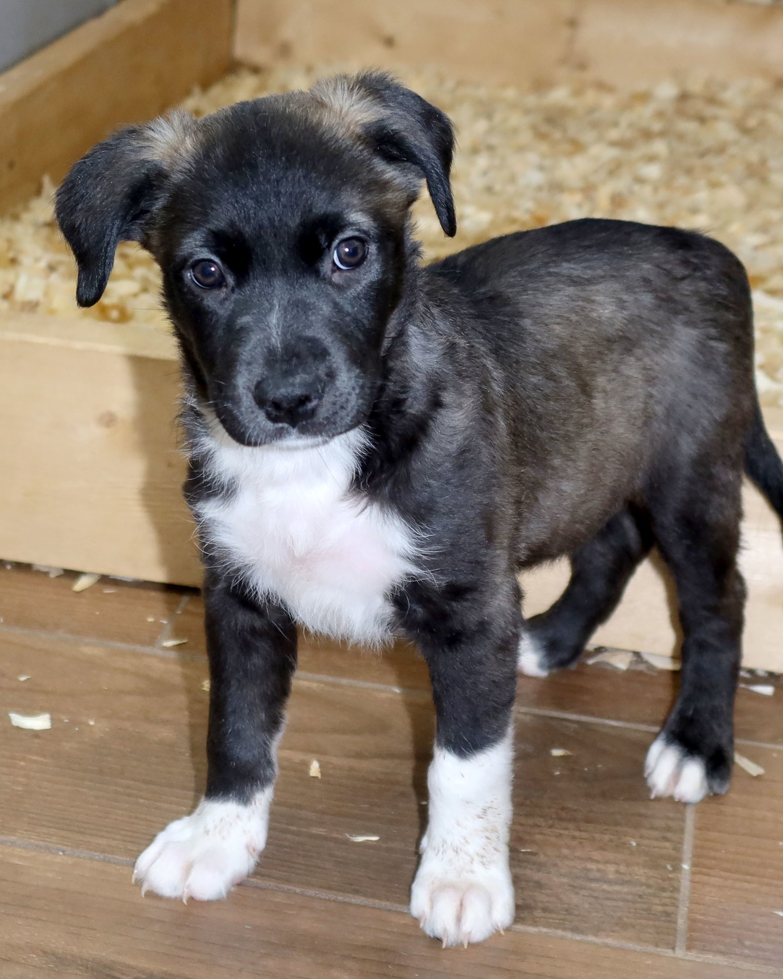 Dog for Adoption - Auggie, a Australian Shepherd in Jasper, AR | Alpha Paw
