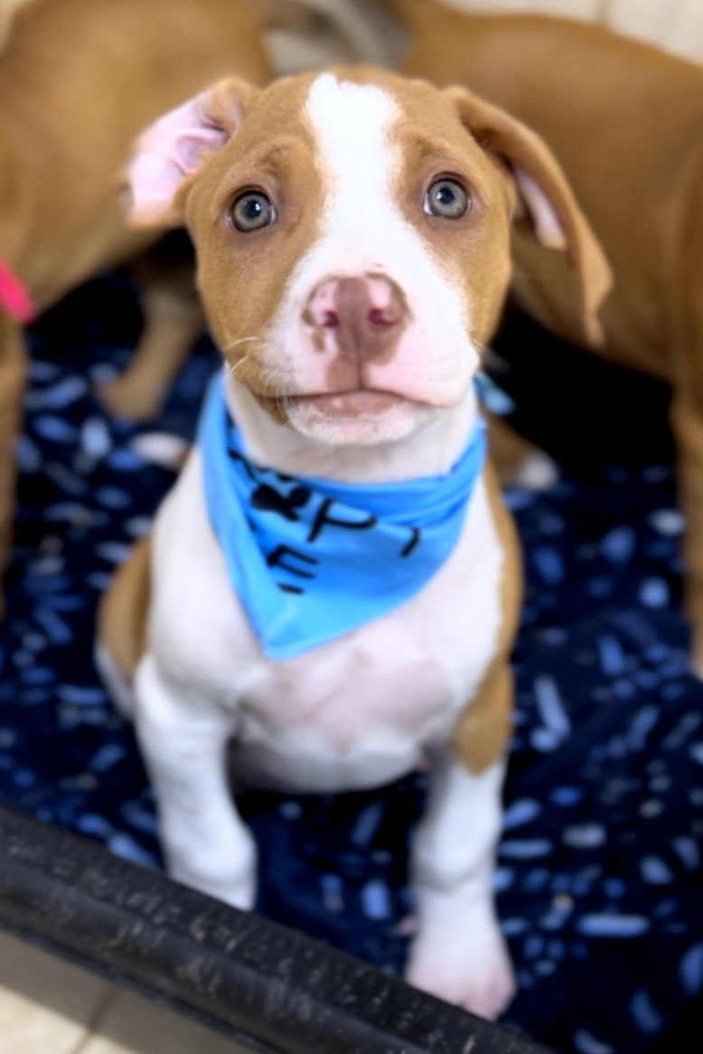 Dog for Adoption - Kenner, a Boxer in Branson, MO | Alpha Paw