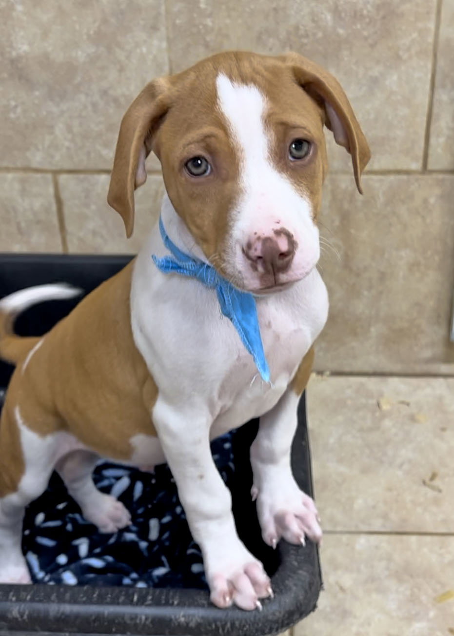 Dog for Adoption - Kenner, a Boxer in Branson, MO | Alpha Paw