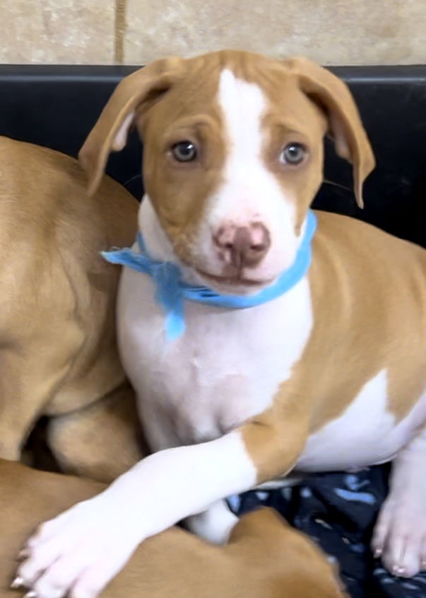 Dog for Adoption - Kenner, a Boxer in Branson, MO | Alpha Paw