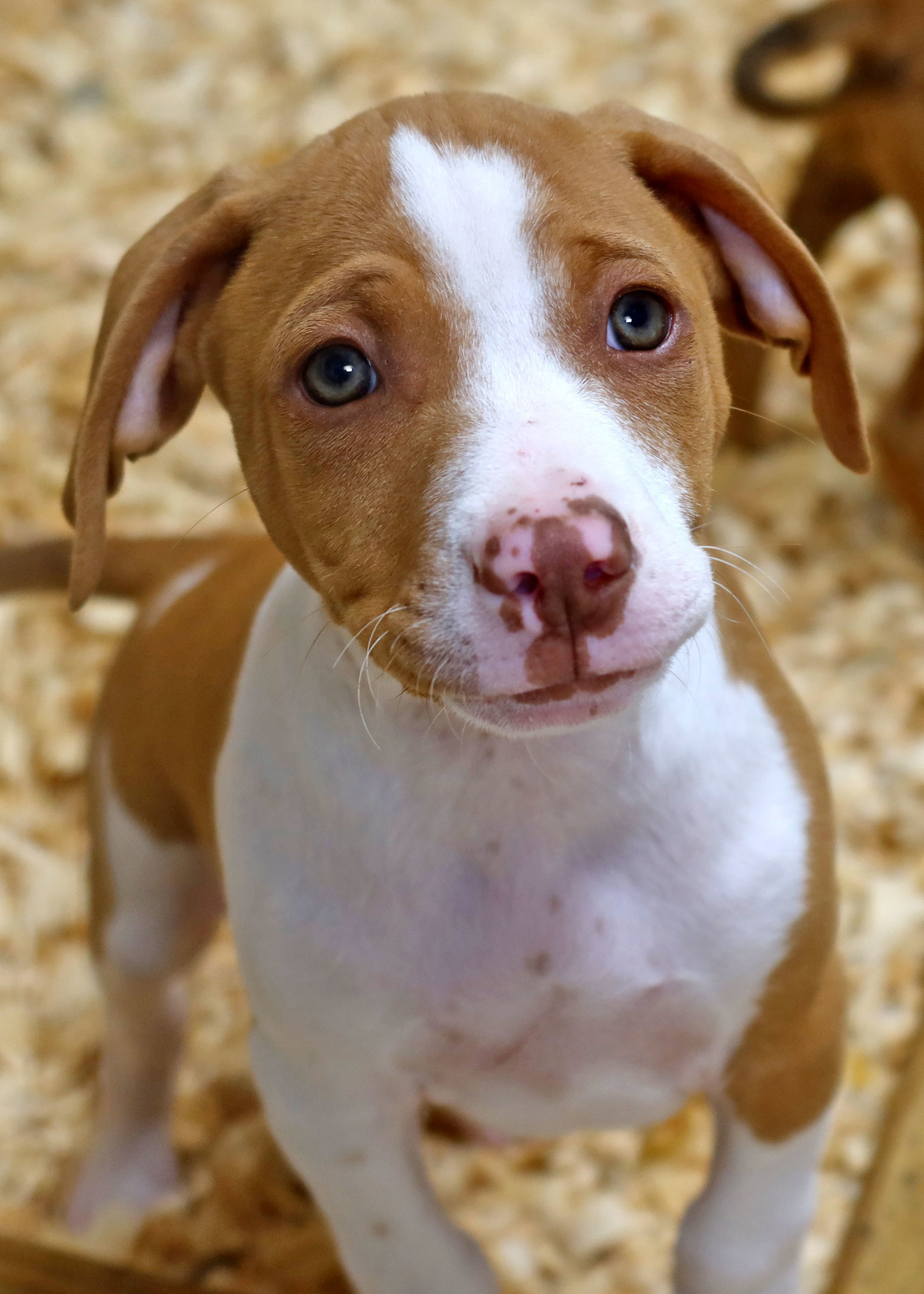 Dog for Adoption - Kenner, a Boxer in Branson, MO | Alpha Paw