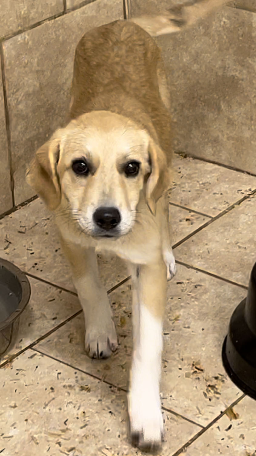 Dog for Adoption - Macy, a Labrador Retriever in Harrison, AR | Alpha Paw