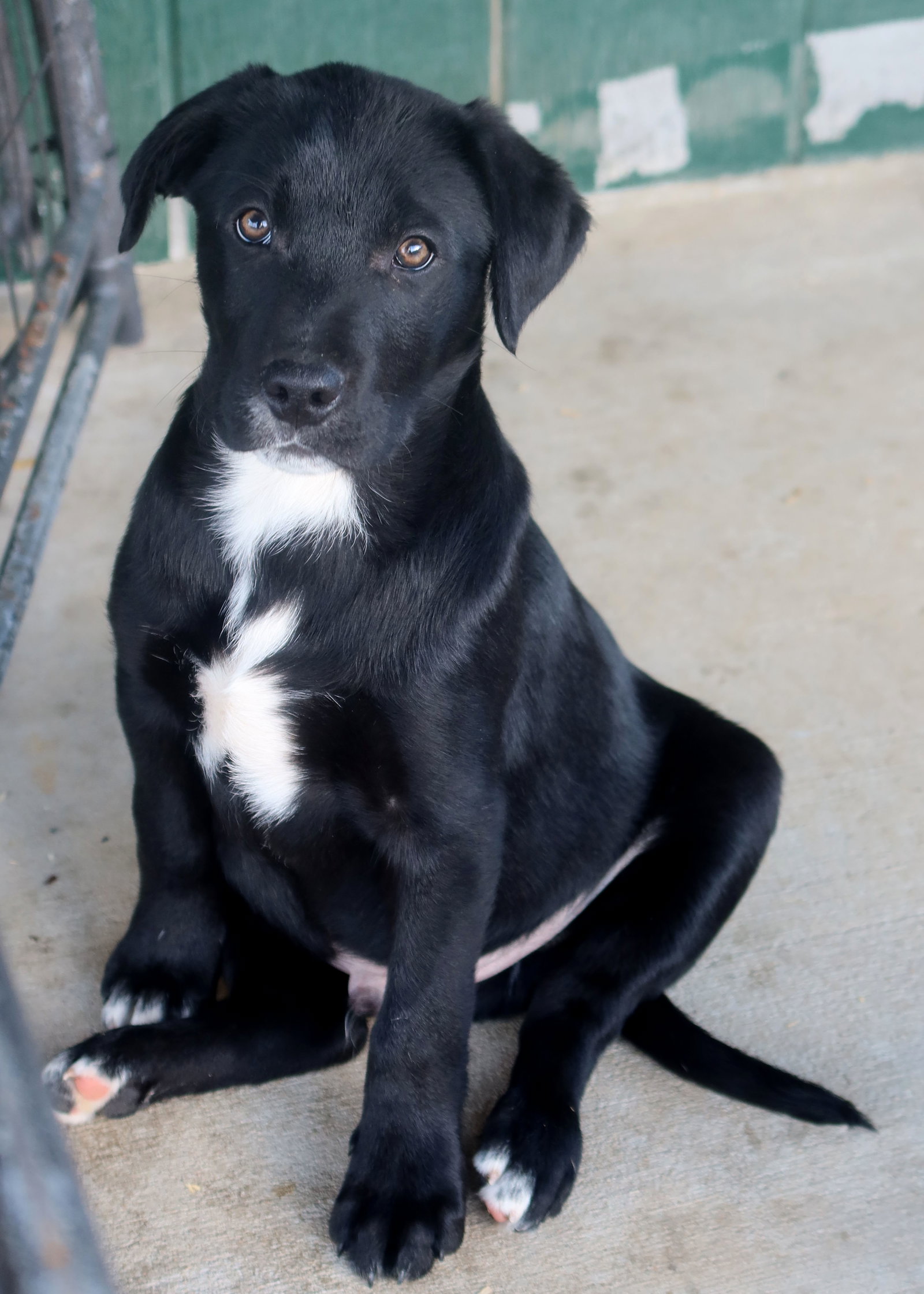 Dog for Adoption - Logan, a Labrador Retriever in Harrison, AR | Alpha Paw