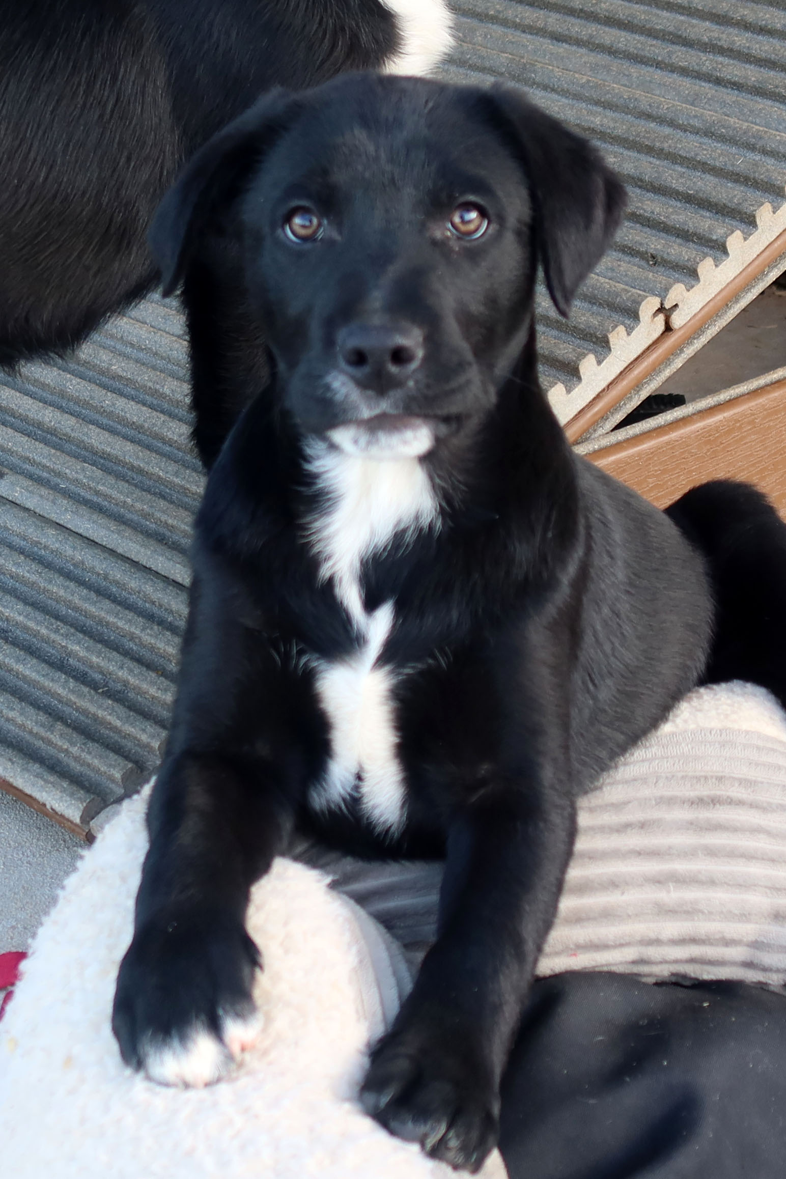 Dog for Adoption - Logan, a Labrador Retriever in Harrison, AR | Alpha Paw
