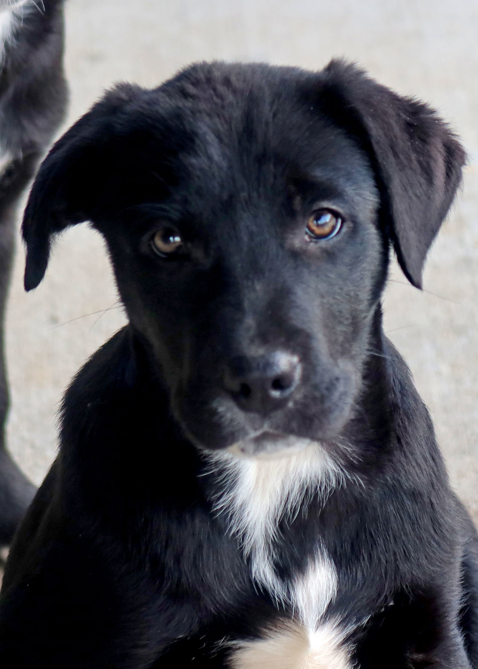 Dog for Adoption - Logan, a Labrador Retriever in Harrison, AR | Alpha Paw