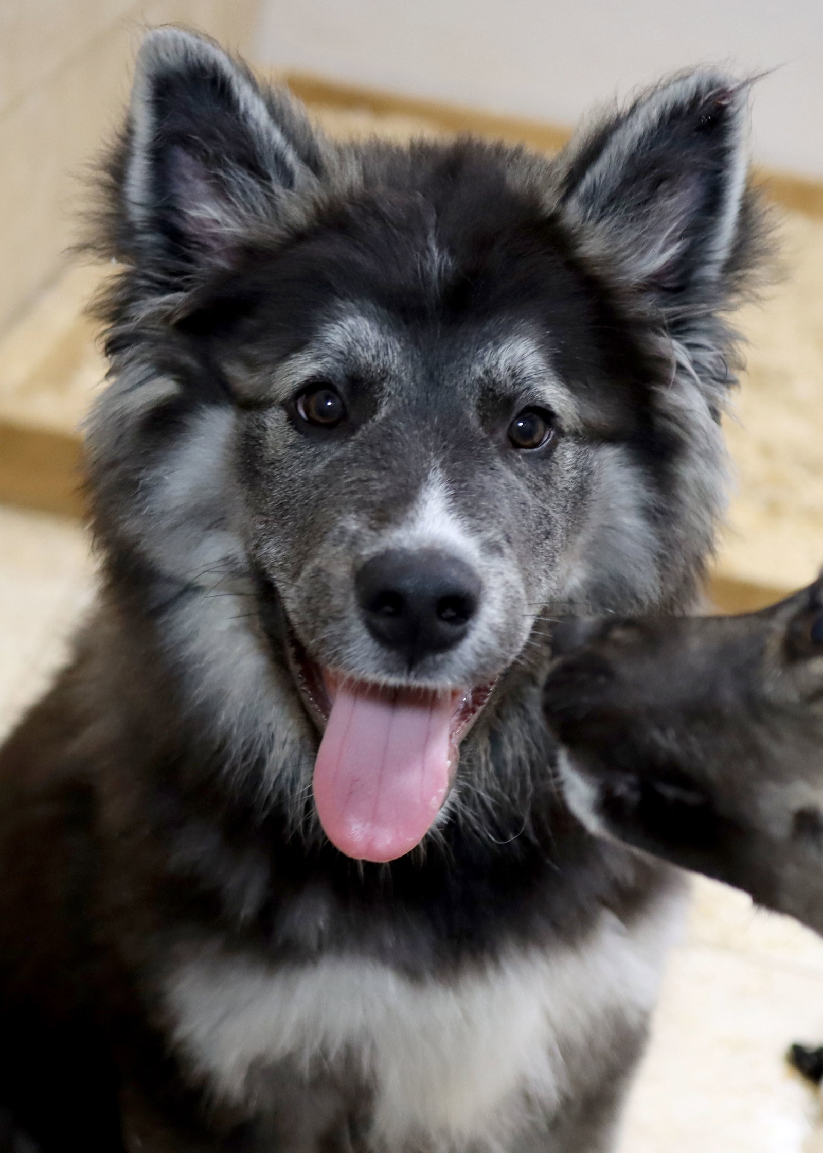 Dog for Adoption - Bumble, a German Shepherd Dog in Jasper, AR | Alpha Paw
