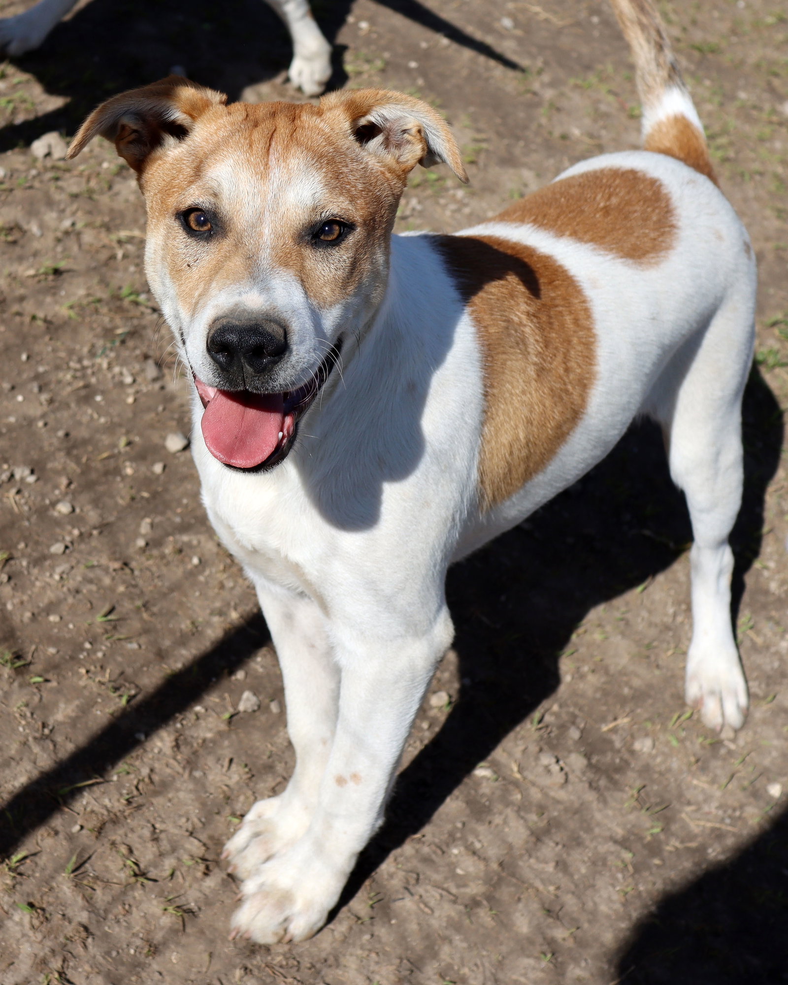 Dog for Adoption - Teddy, a Hound in Pea Ridge, AR | Alpha Paw